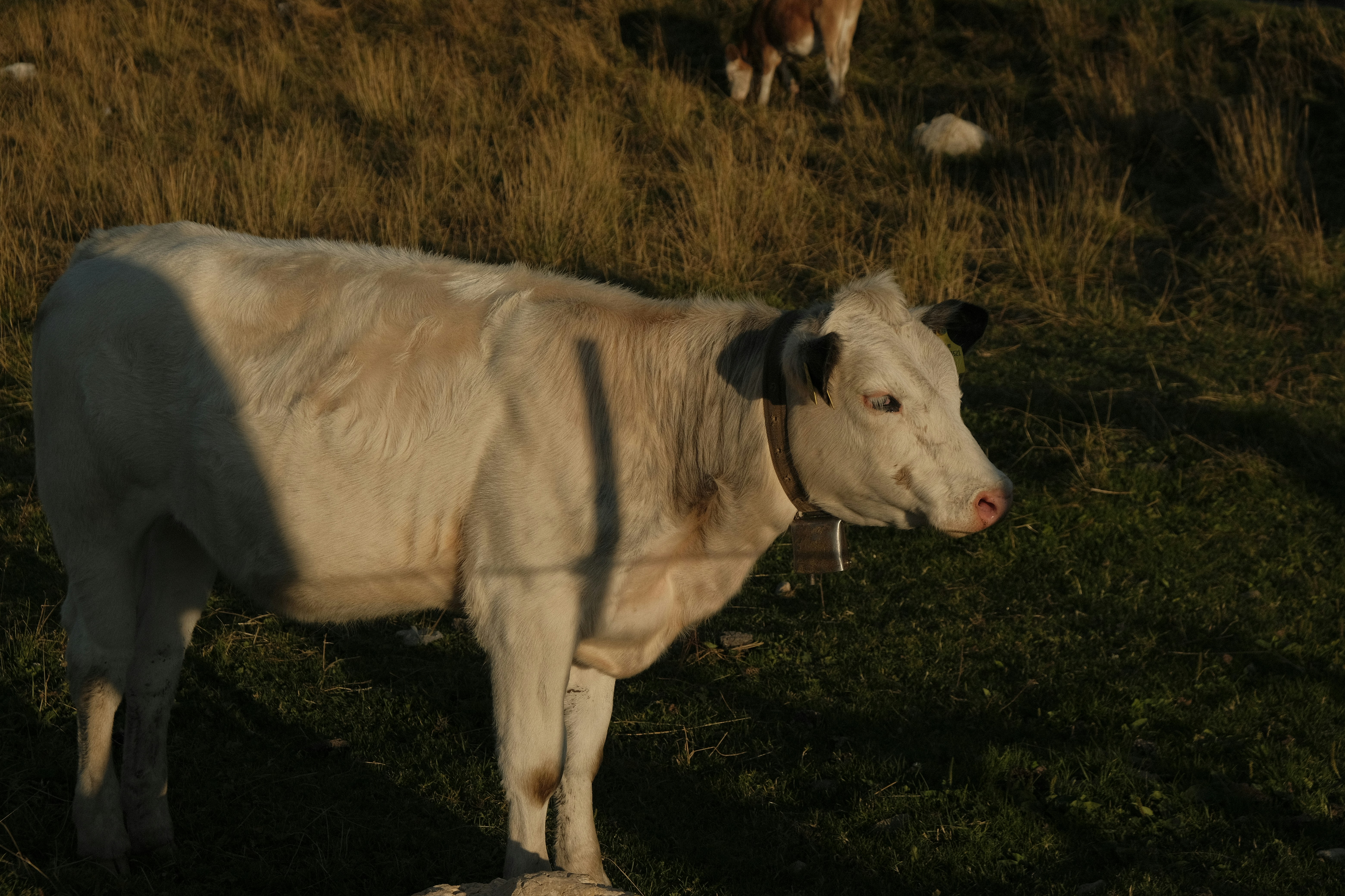 A white cow with a bell collar in a grassy field at golden hour