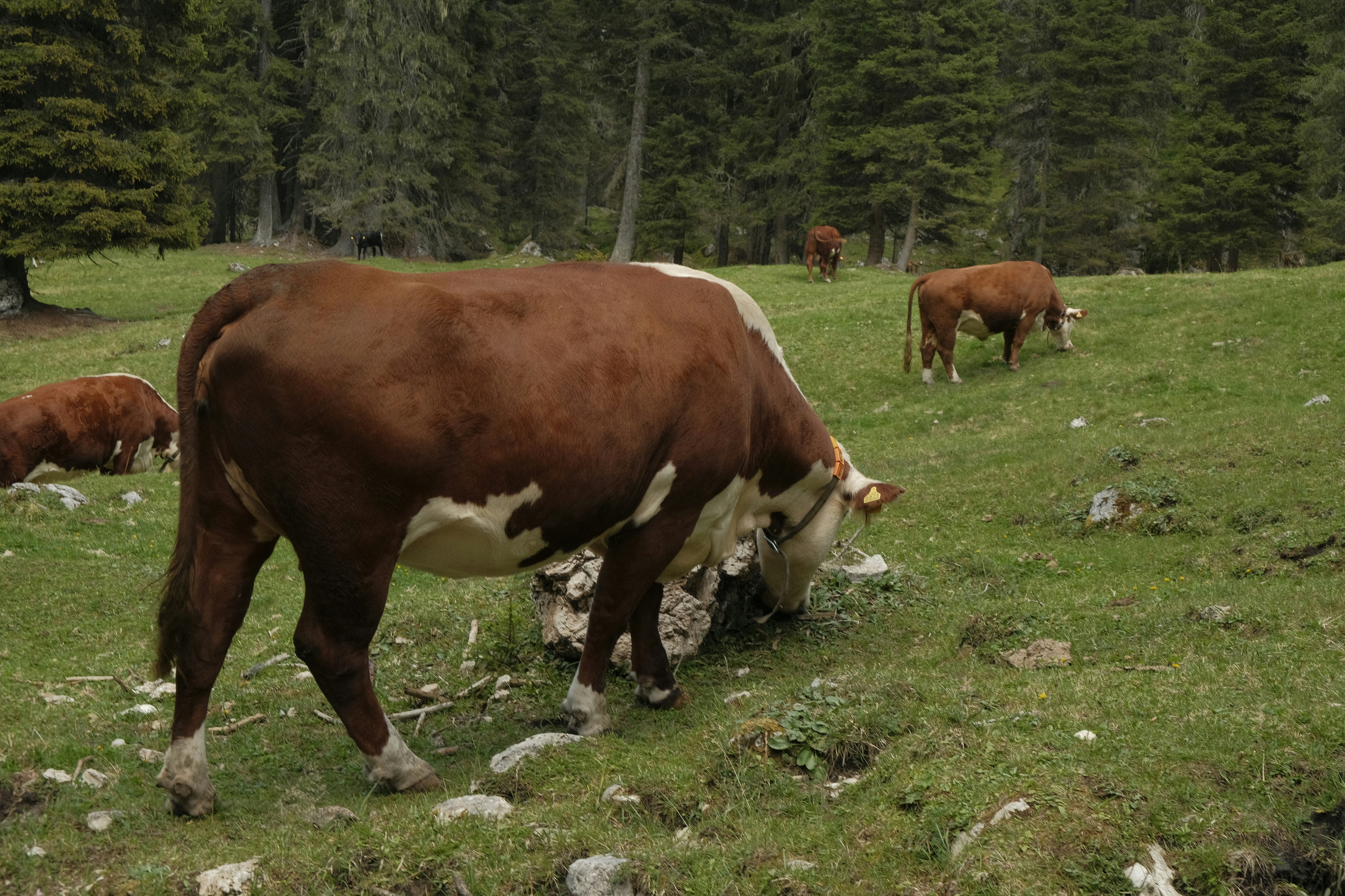 Pasture Assembly: Cows Grazing beneath a Pines canopy