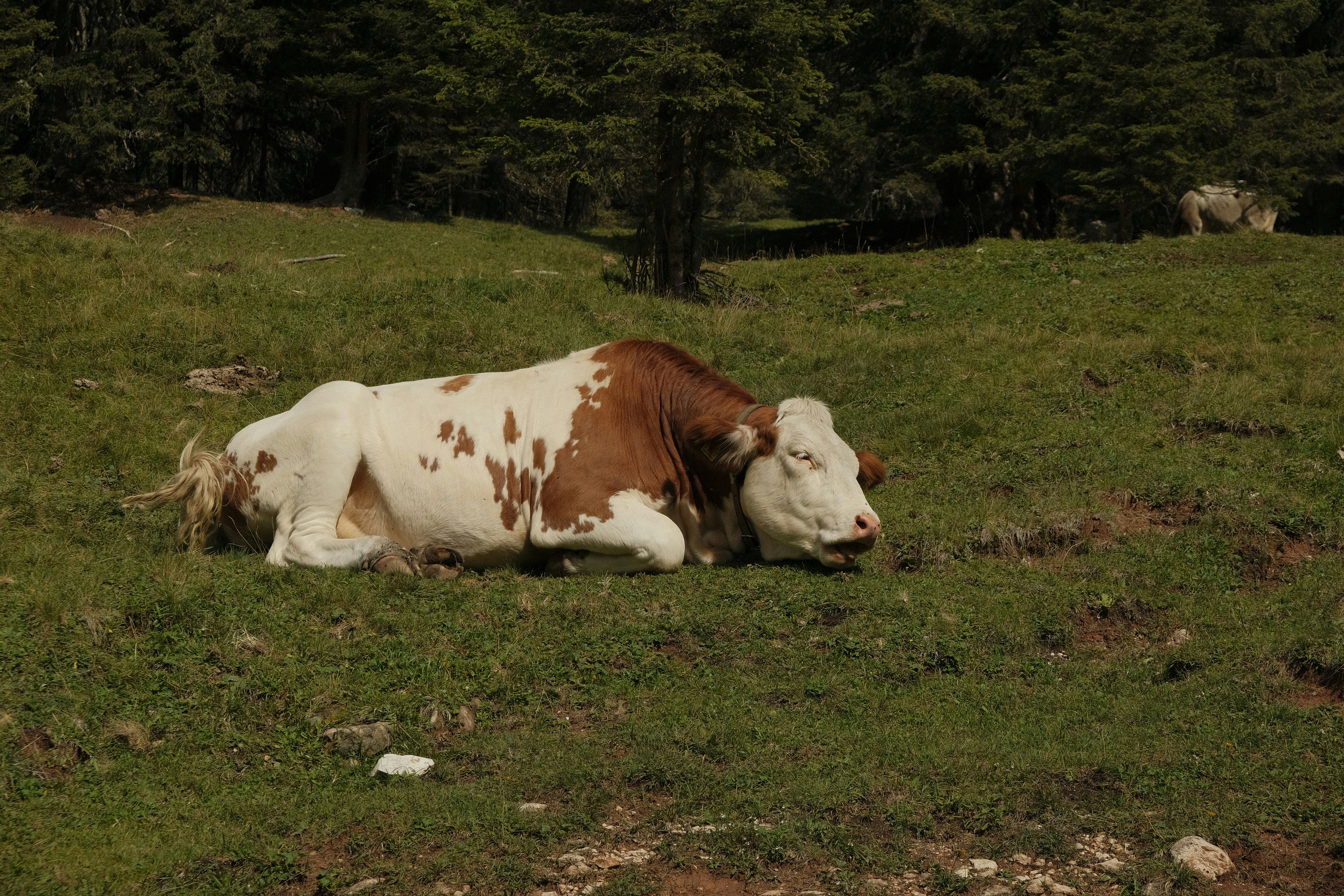 Brown-and-White Cow Resting in Sunlit Field