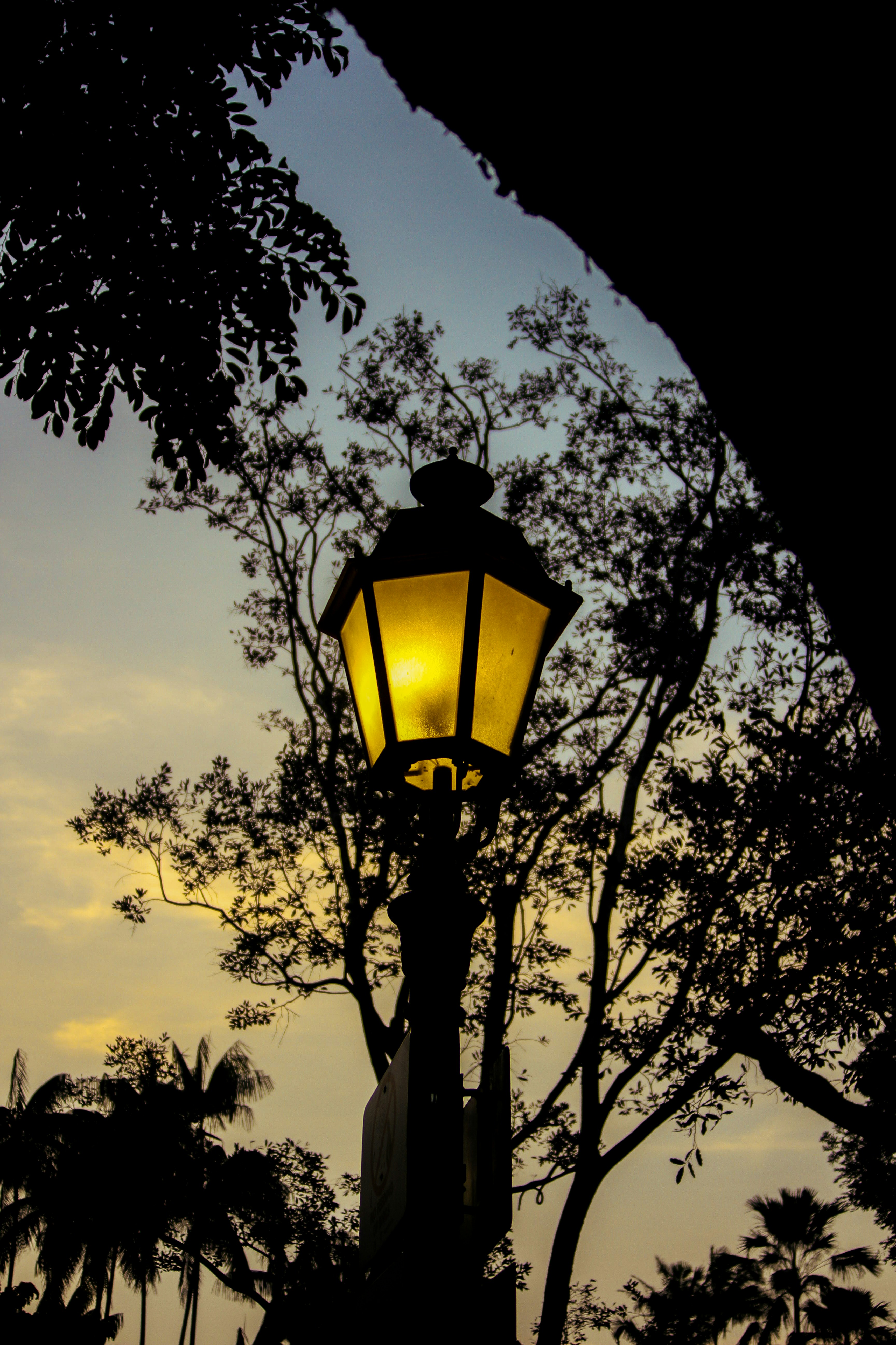 A glowing street lantern framed by dark trees at dusk, creating a moody, painterly silhouette.
