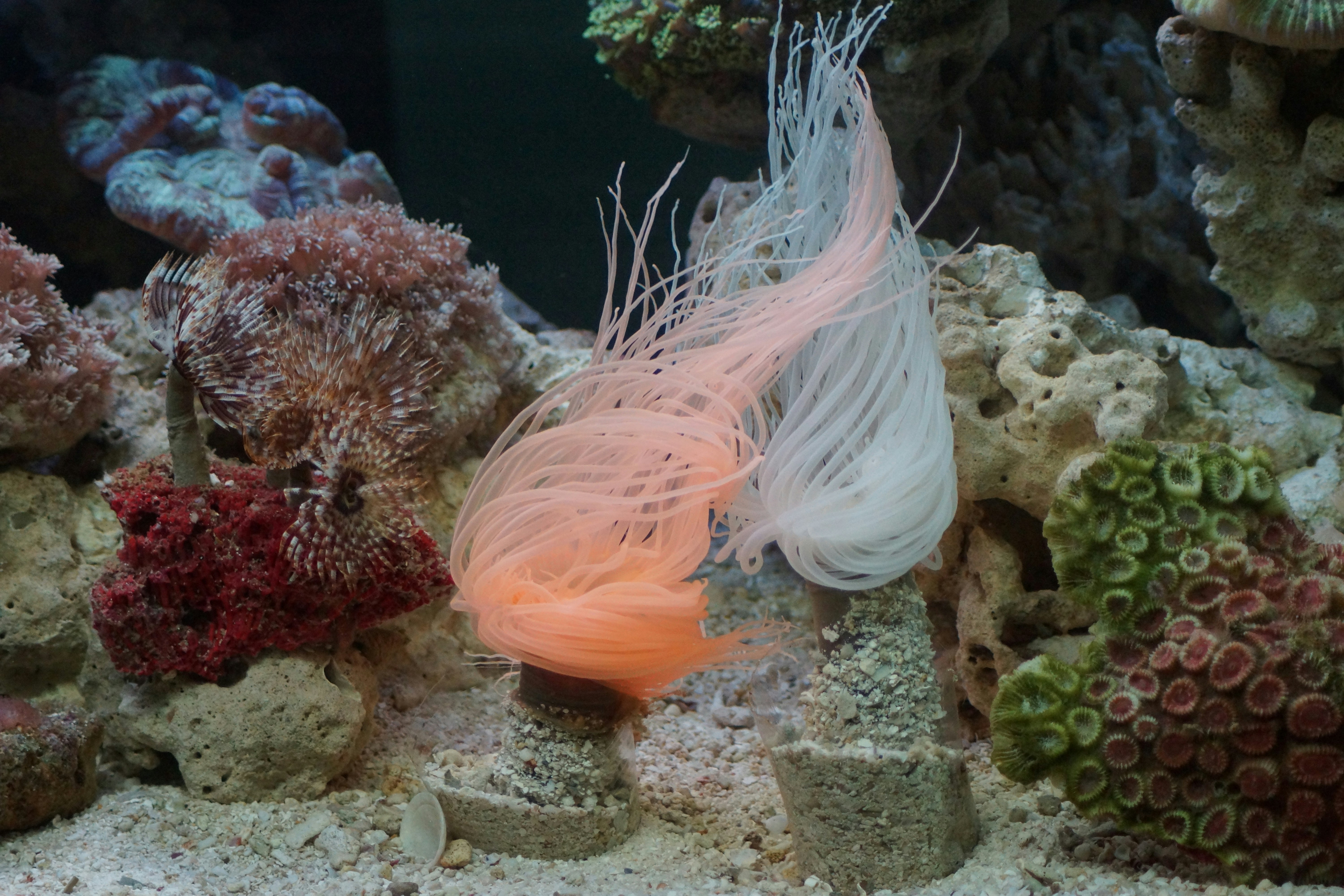Whispering Tentacles Amid Neon Reefs