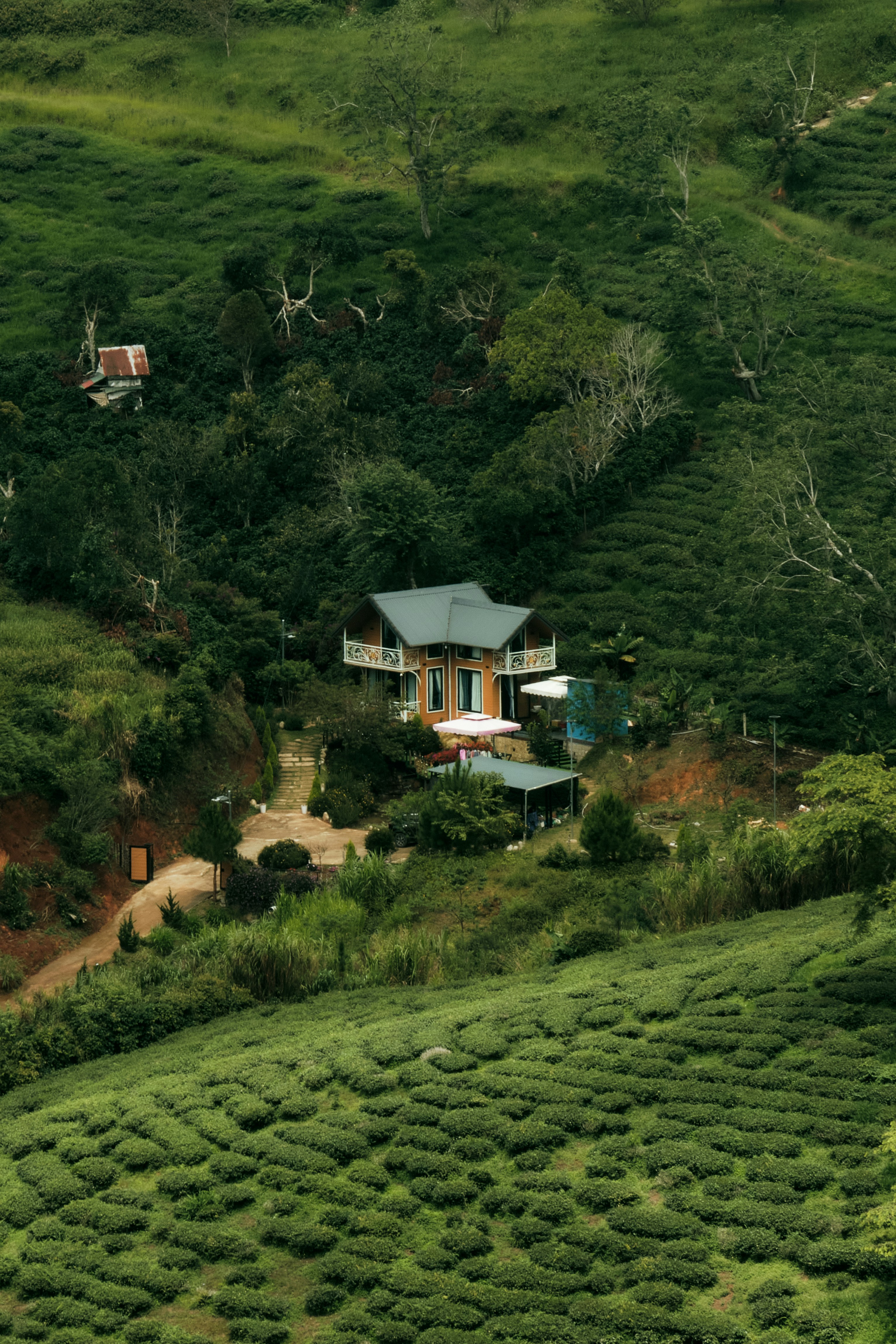 Tea-field Haven: A Hillside Villa Surrounded by Verdant Terraces