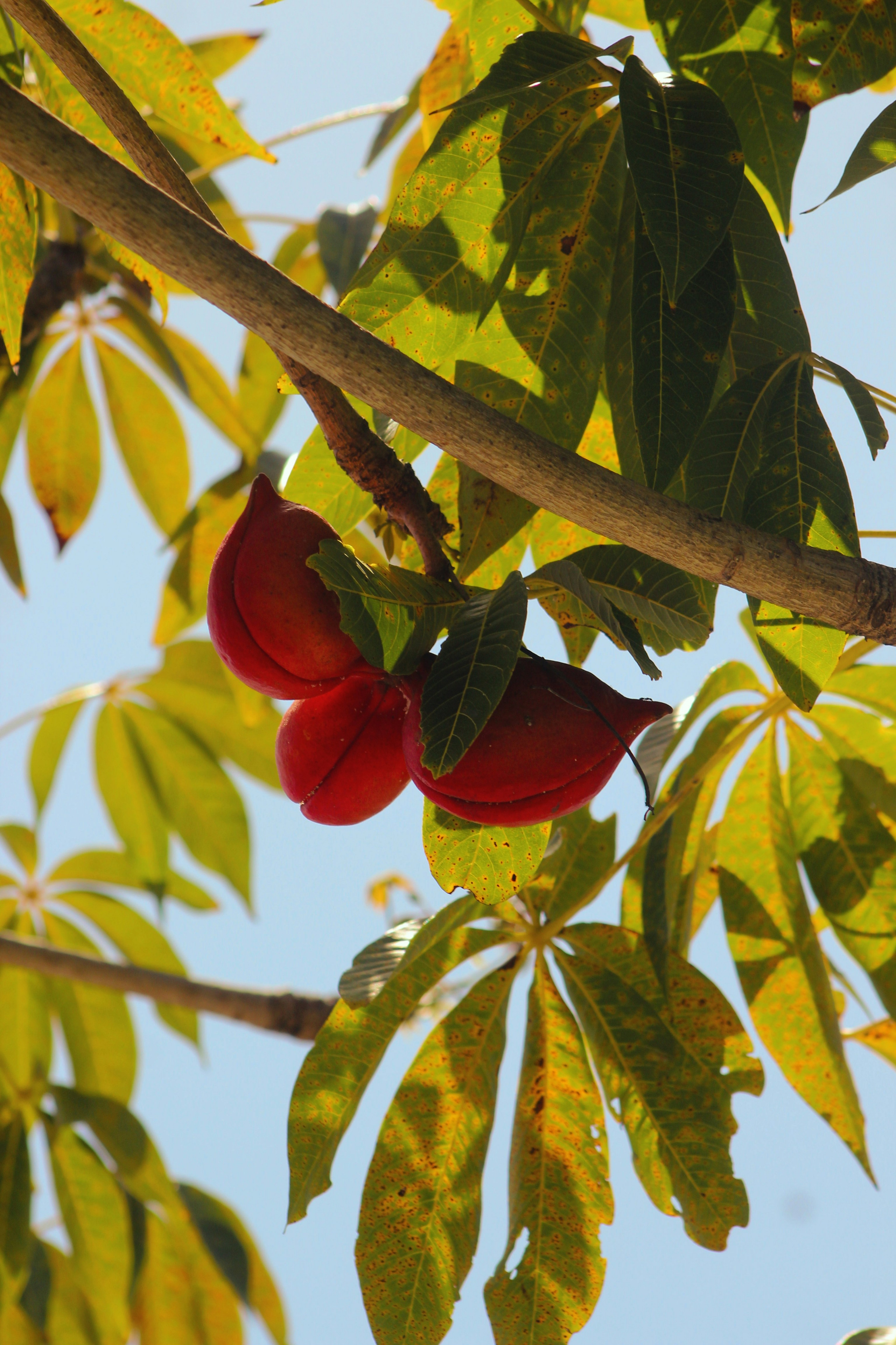 Red fruits hanging beneath sunlit leaves in a clear blue sky