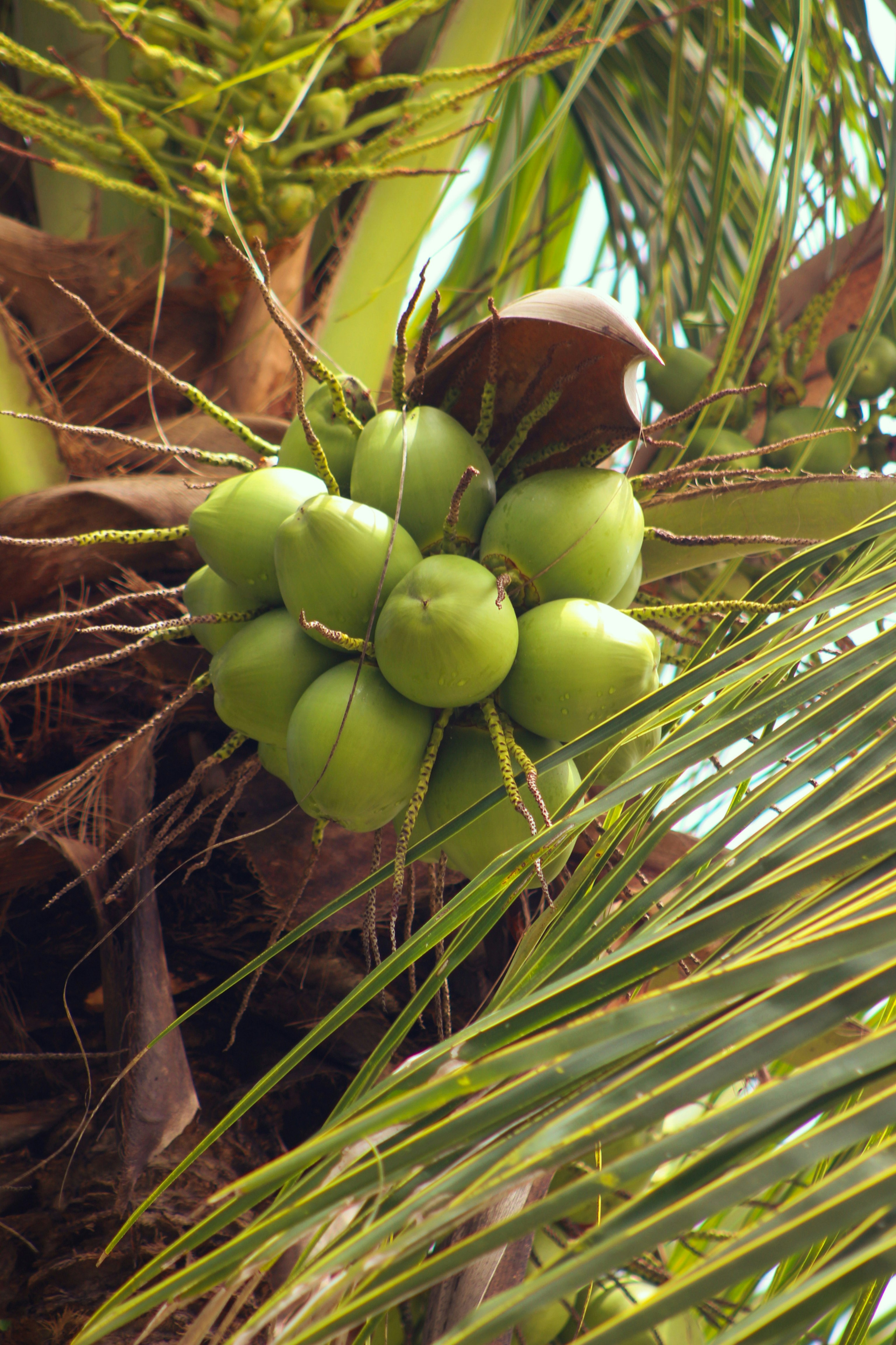 Cluster of Green Coconuts Nestled Among Palm Fronds