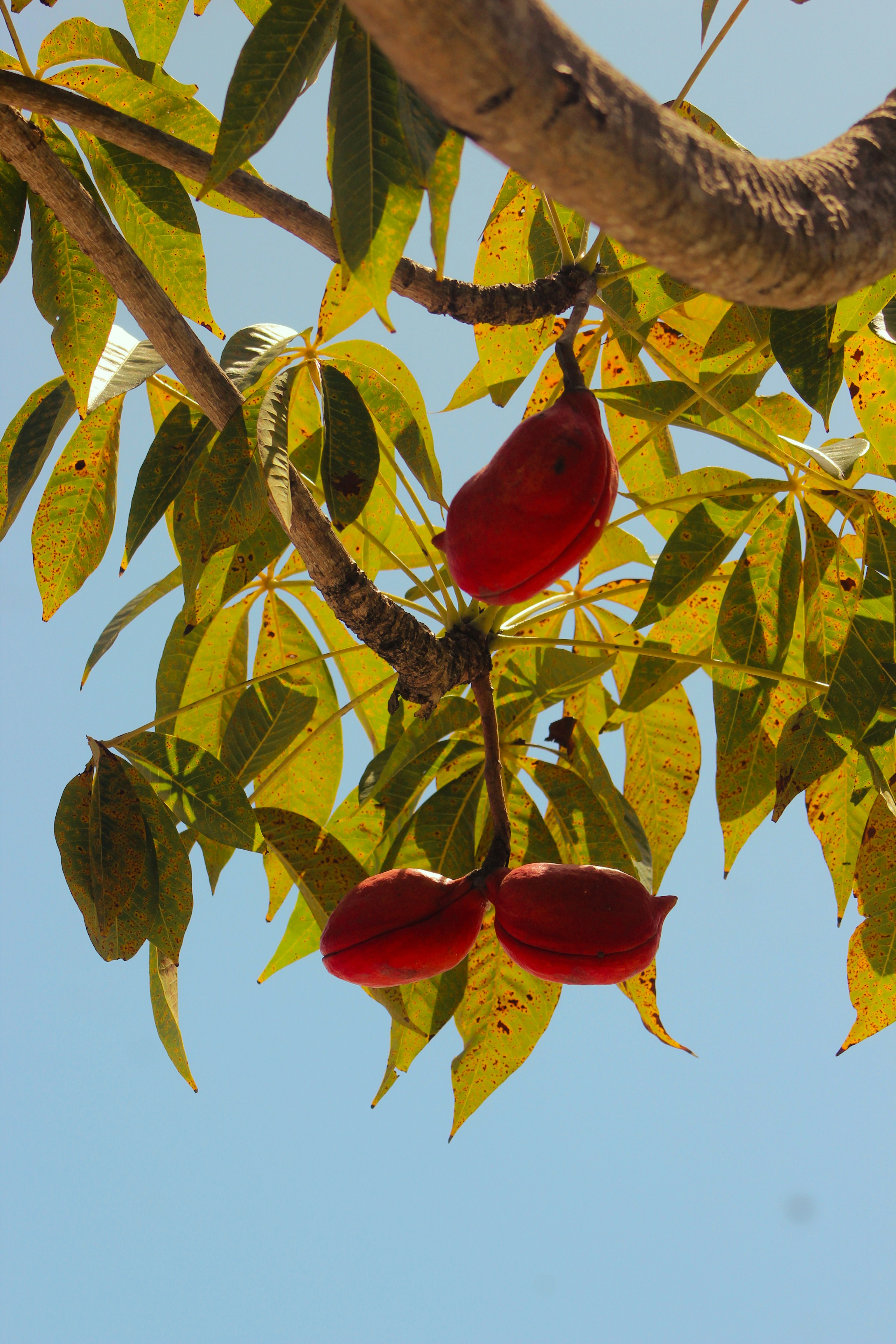 Red fruit in sunlit canopy framed by green leaves against a clear sky