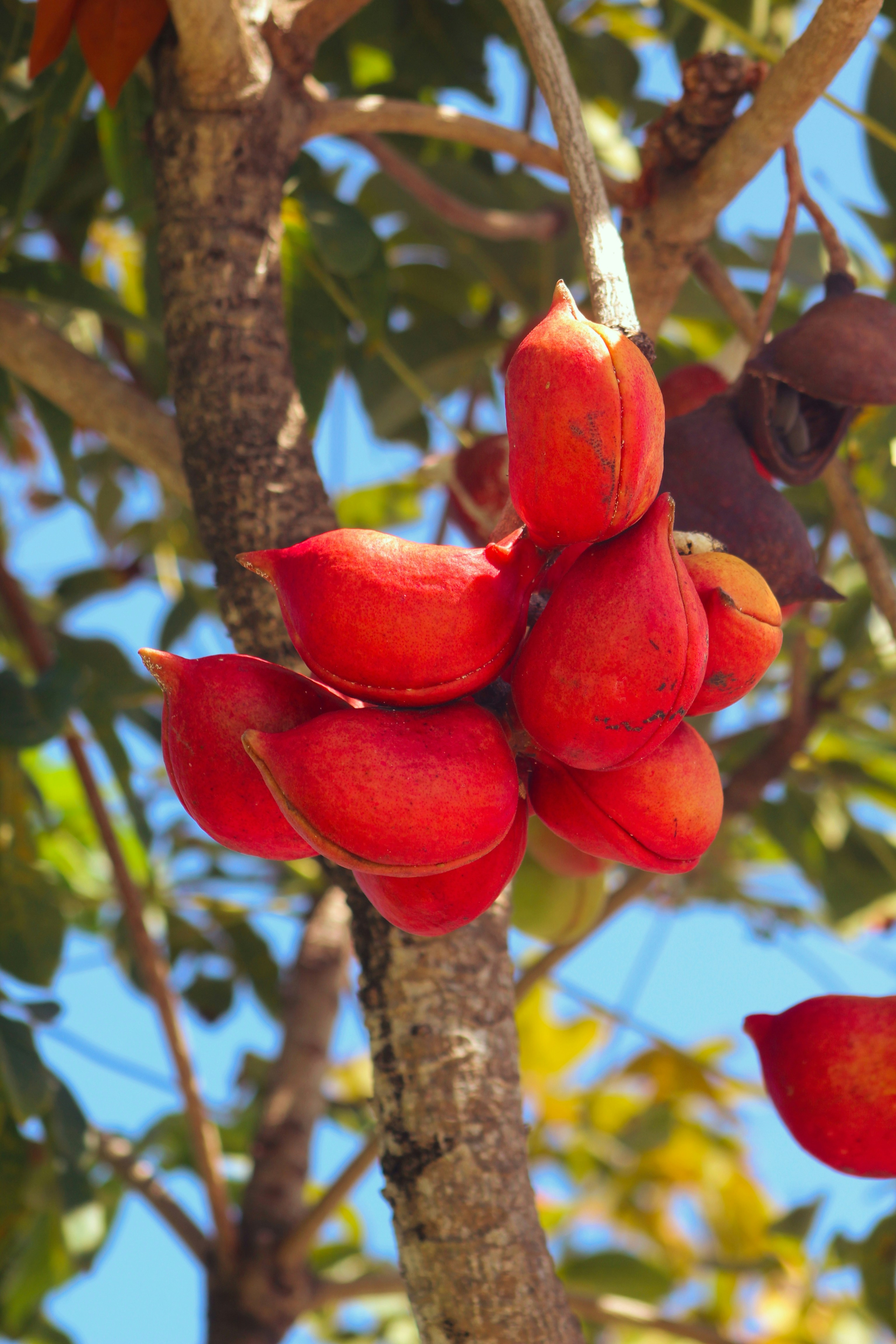 Cluster of bright red persimmons on a sunlit branch