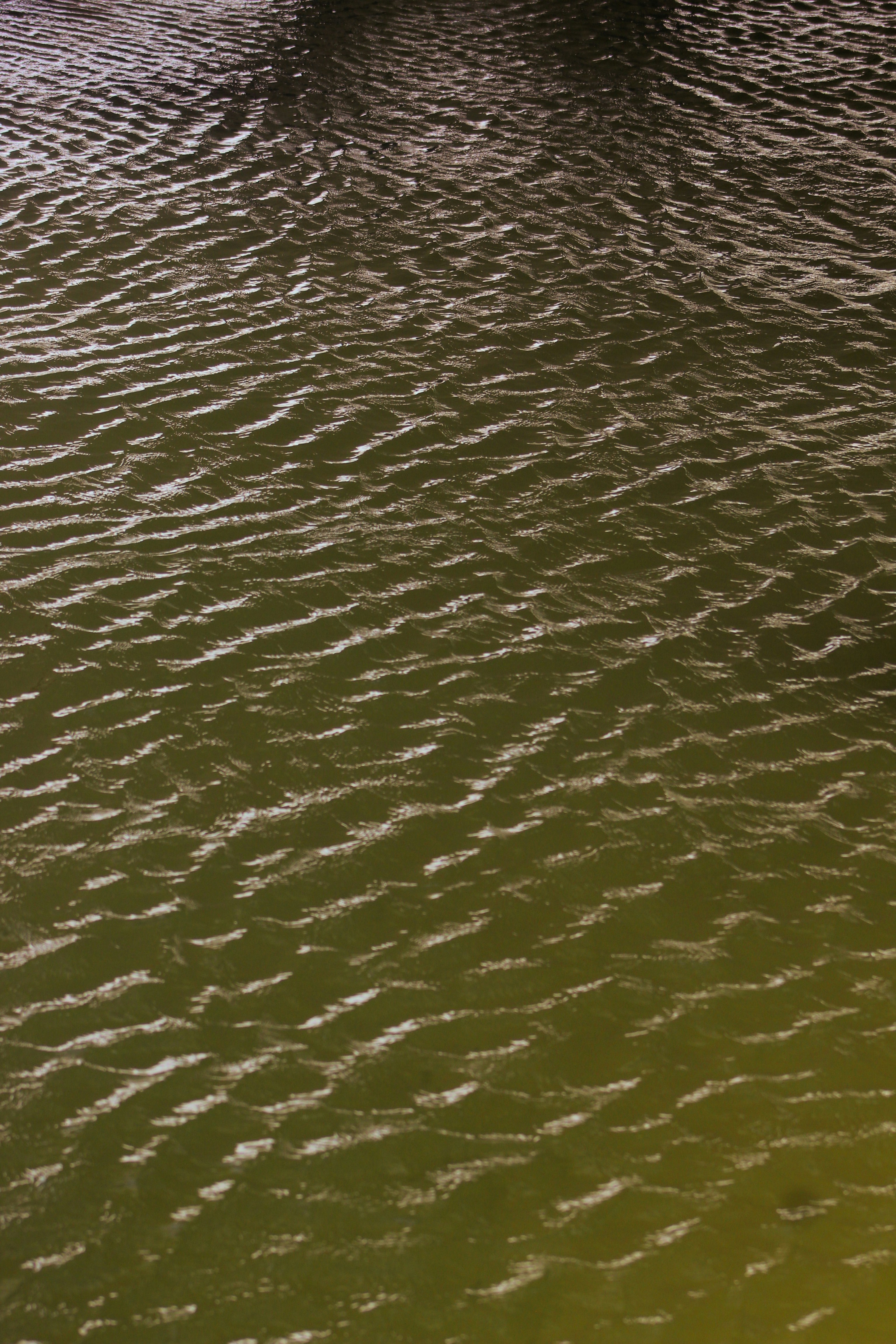 Rippling Currents: A Quiet Shimmer Across Shaded River Ripples