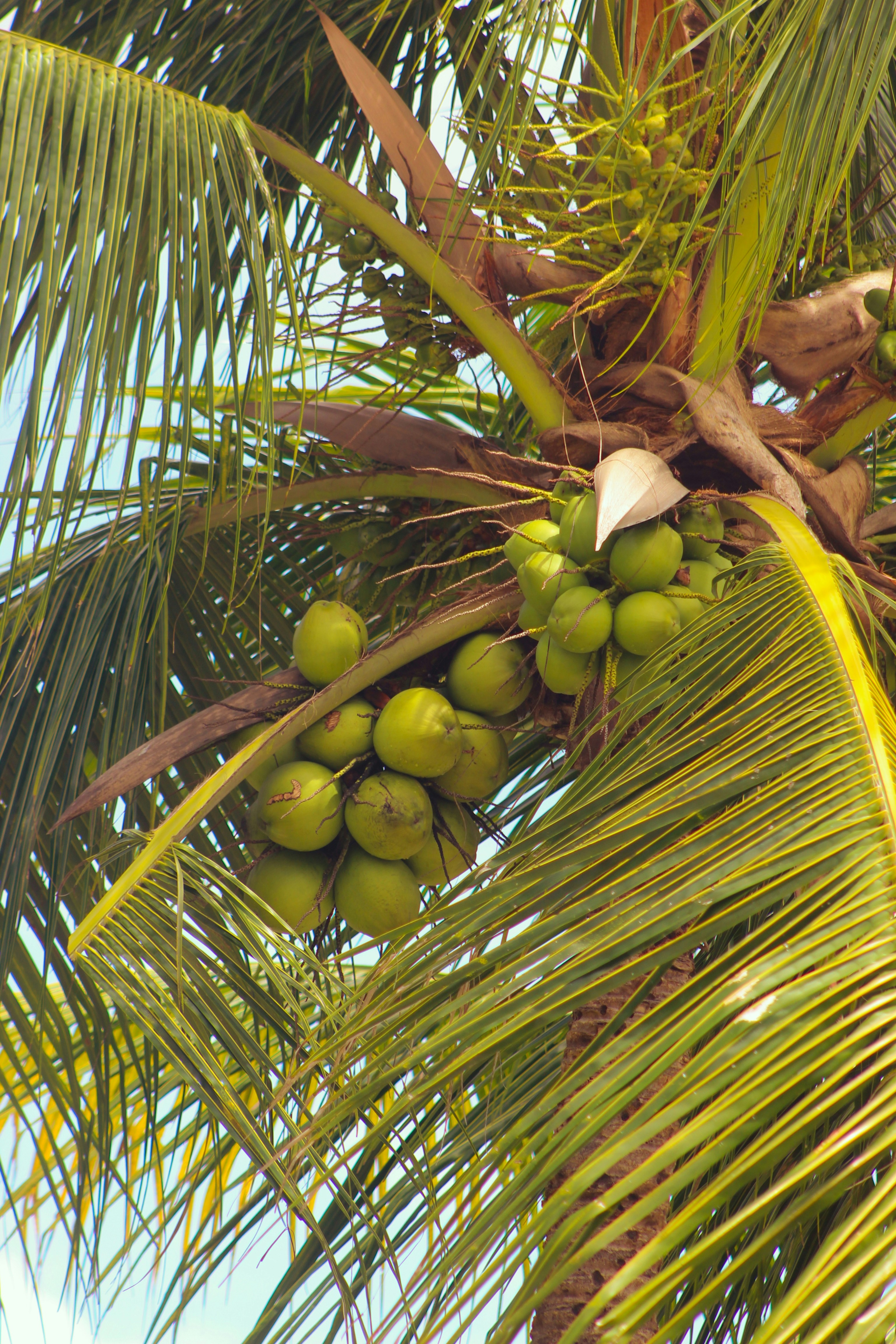 Cluster of green coconuts Amidst Sunlit Fronds