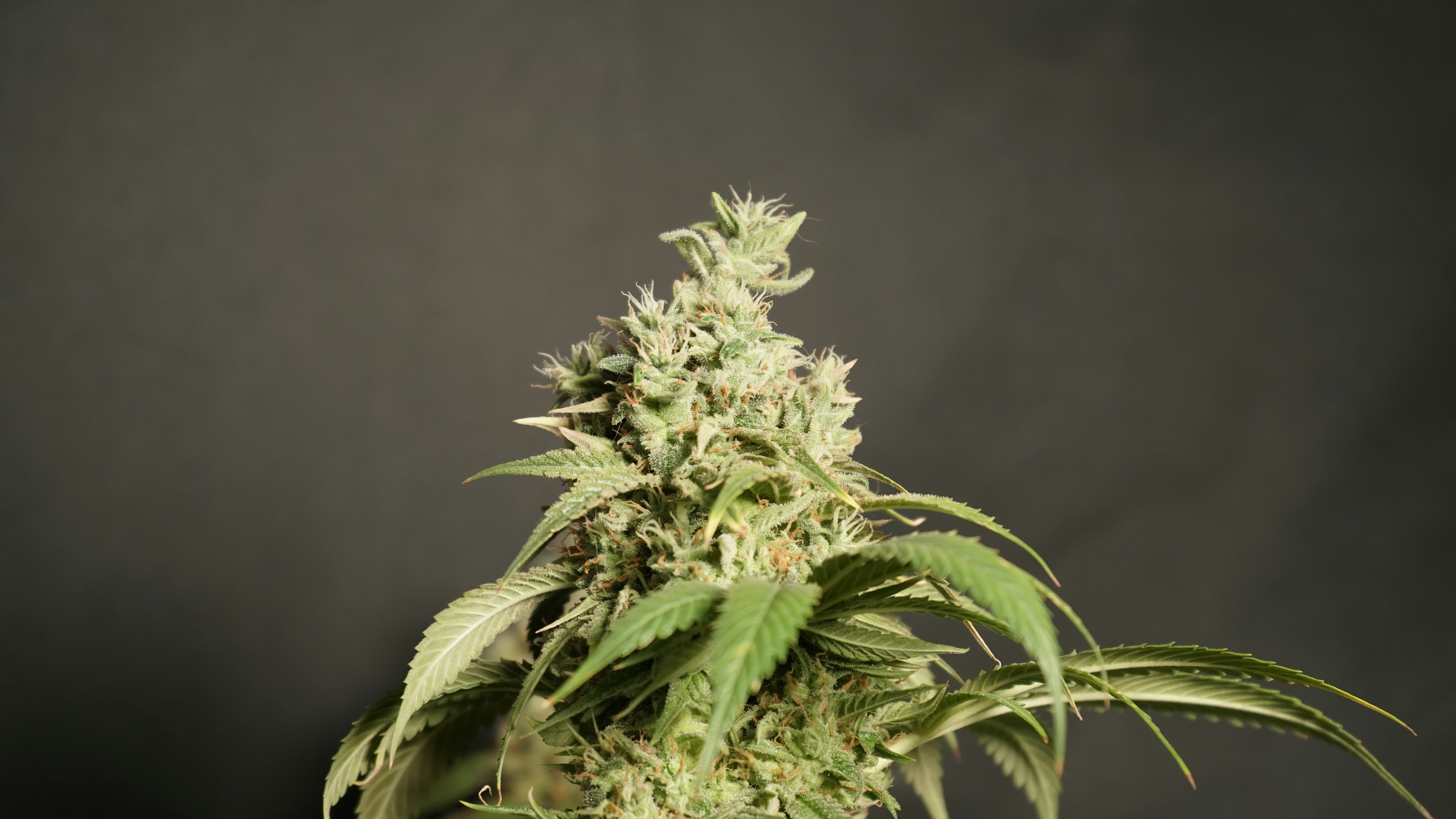 Verdant Crown: A Cannabis Bud Framed in Studio Shadow