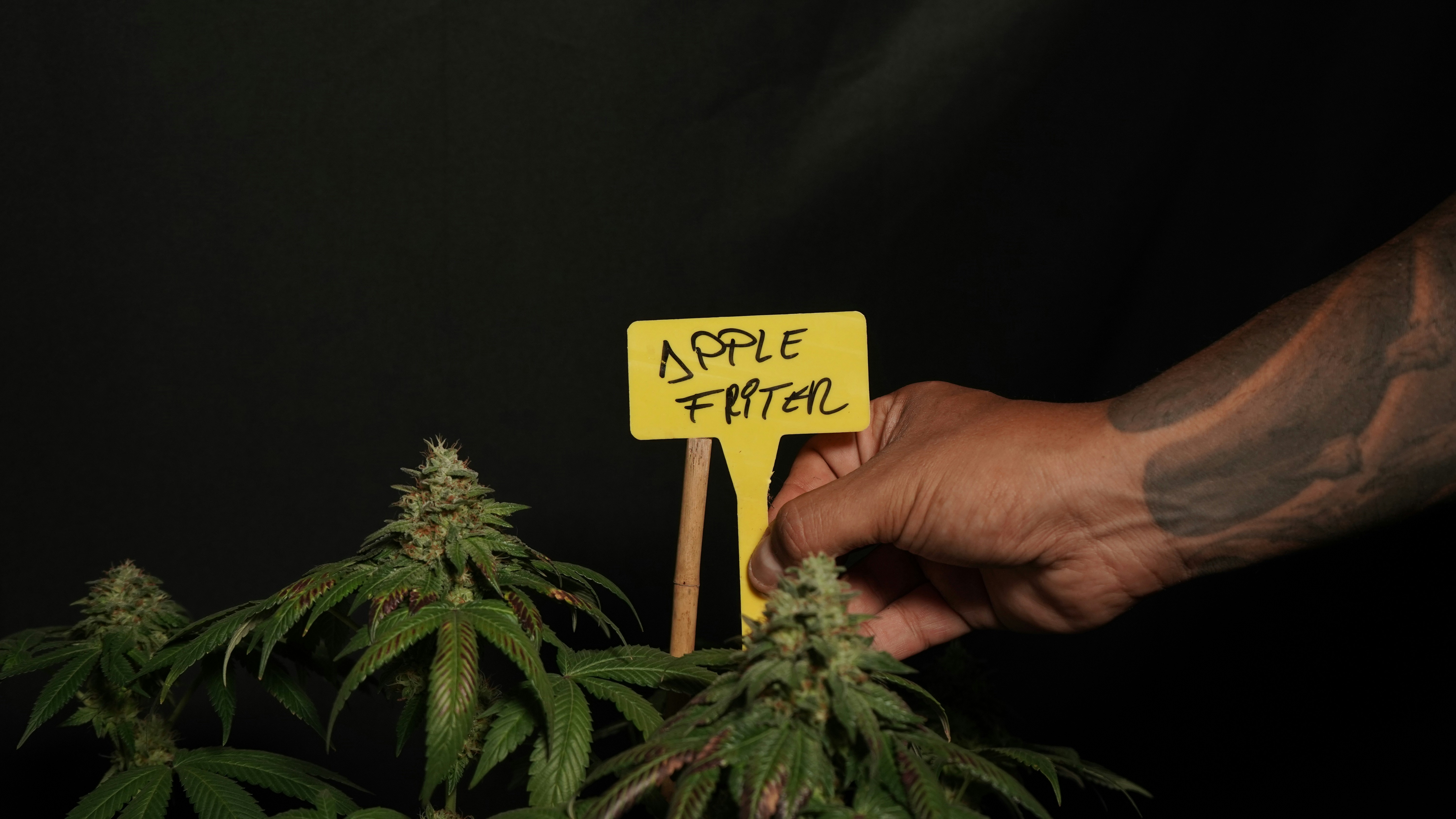 Labelled Cannabis Buds in Front of a Dark Backdrop