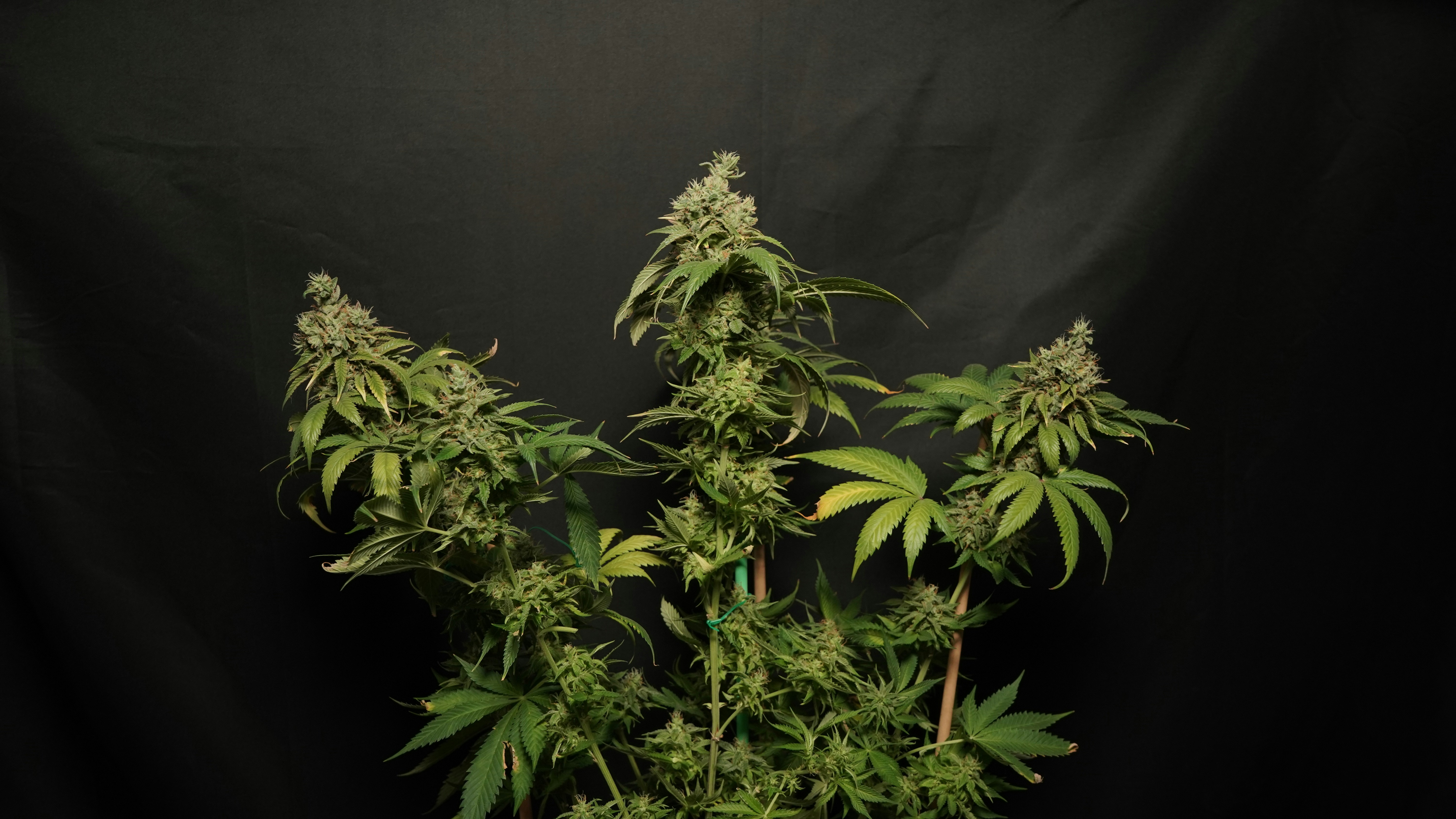 Indoor Cannabis Plant in Dark Studio with Dense Buds