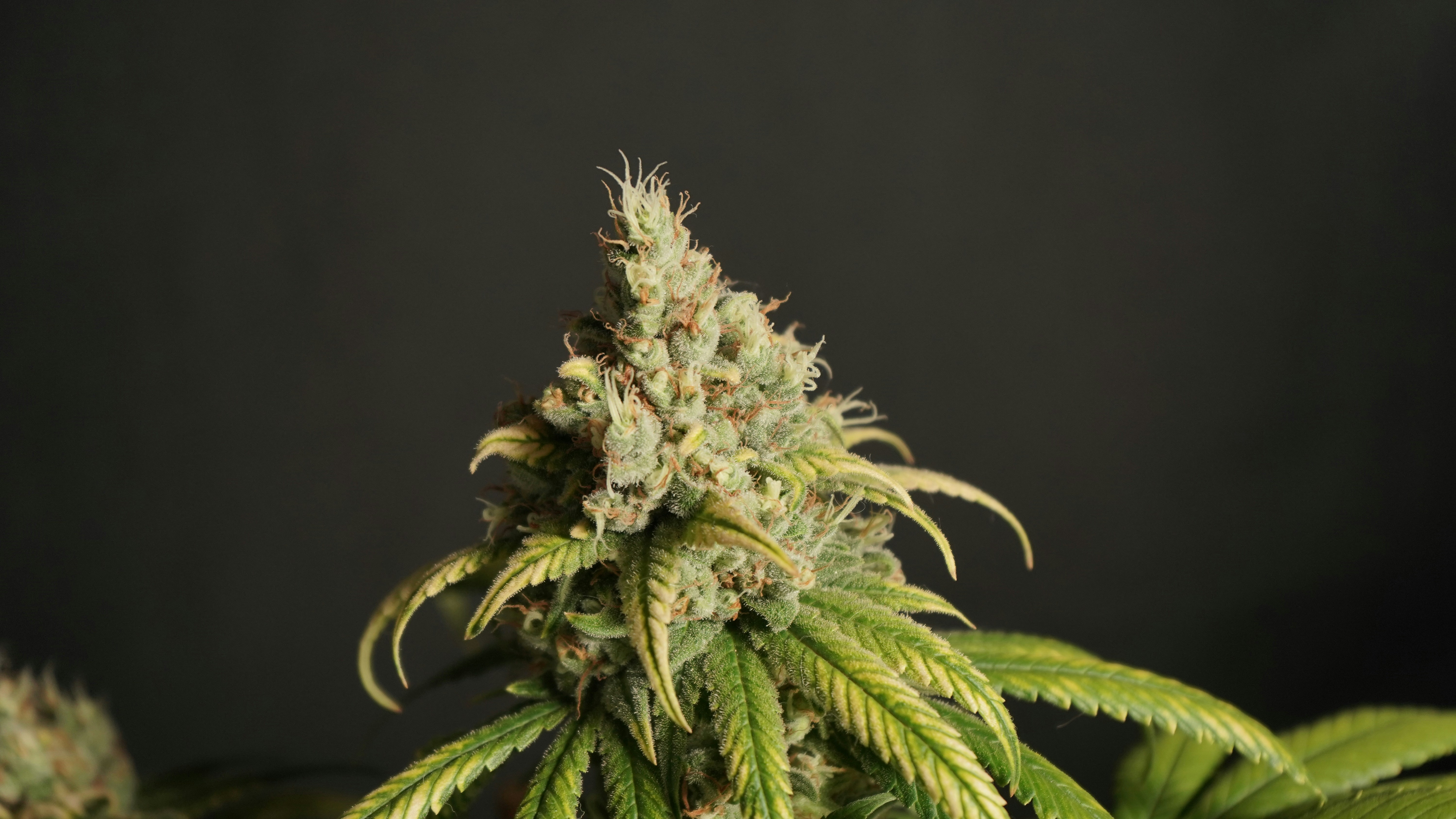 Close-Up Cannabis Bud: Crystal-Glazed Peak with Leaf Fronds