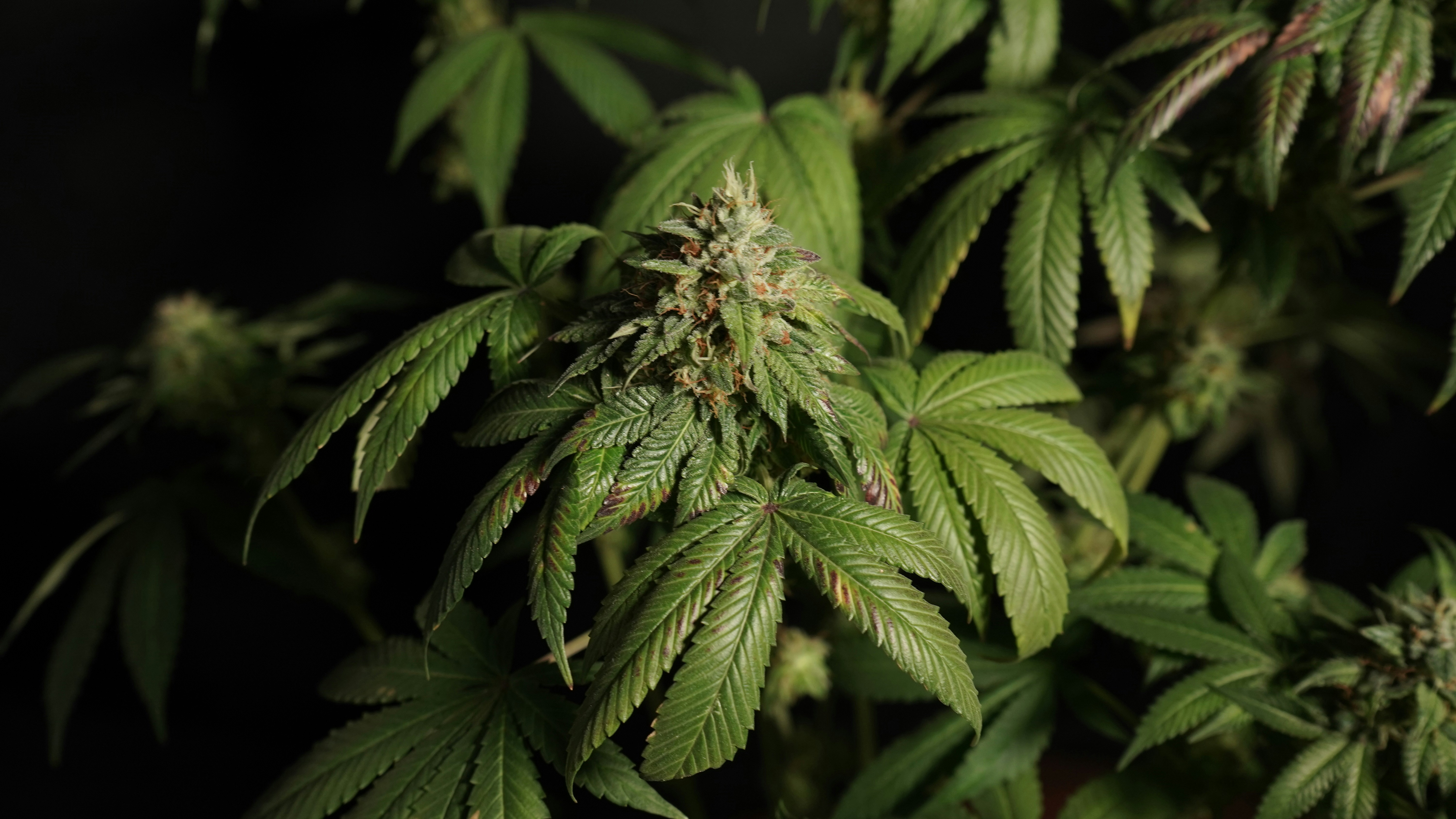 Cannabis Buds in Focus: Textured Leaves and Resin Illuminated