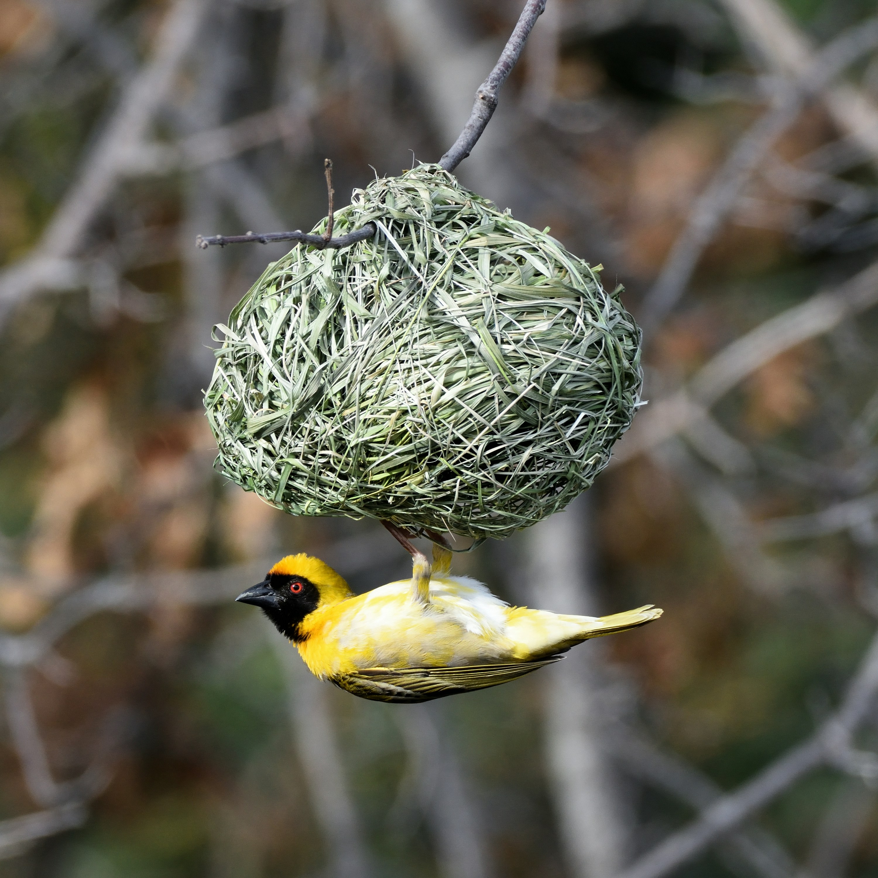 Colorful yellow bird with black face hovers beneath a hanging woven nest, set against a blurred natural background.
