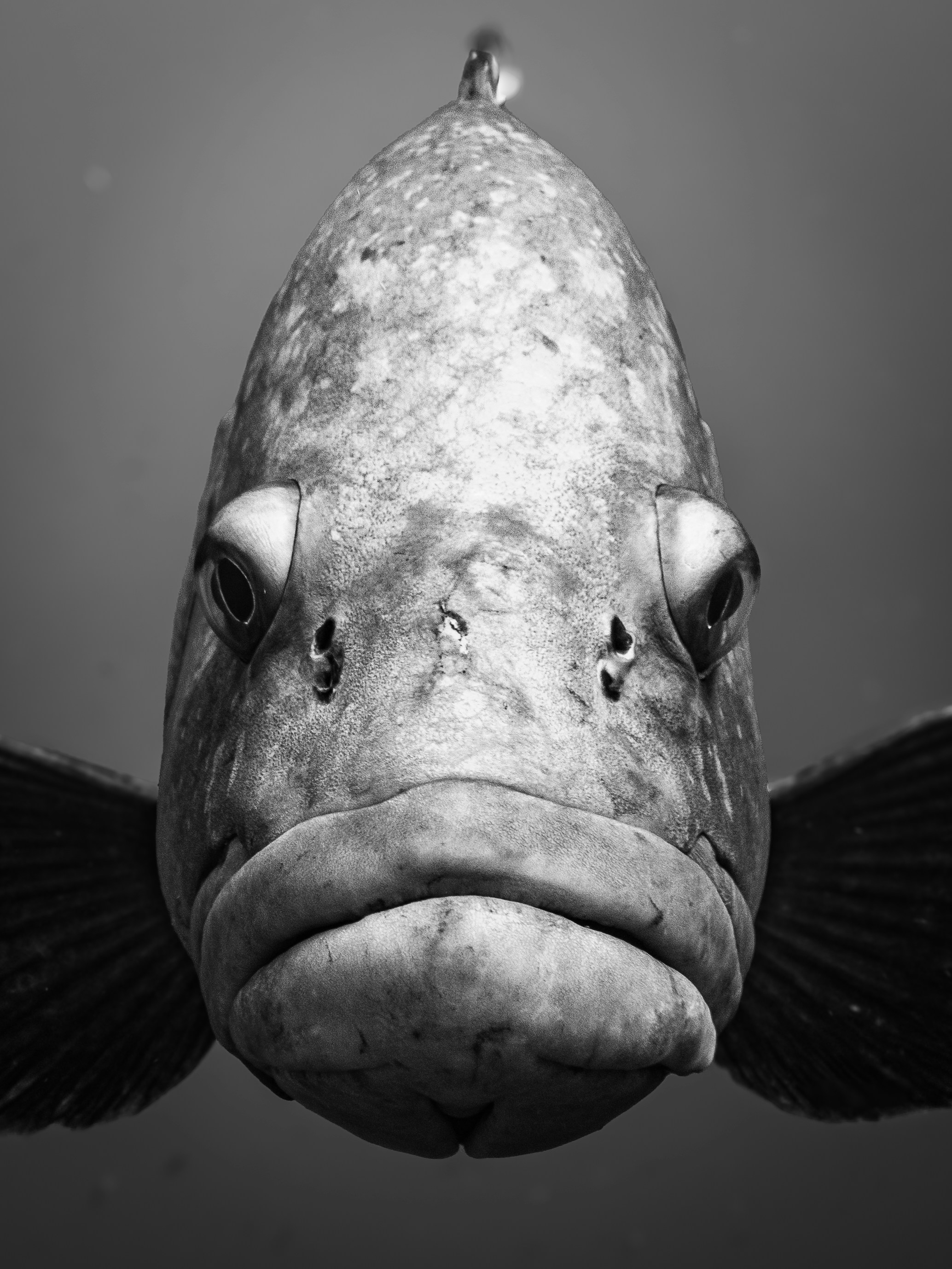 Close-Up of a Grinning Gape: A Fish’s Direct Portrait