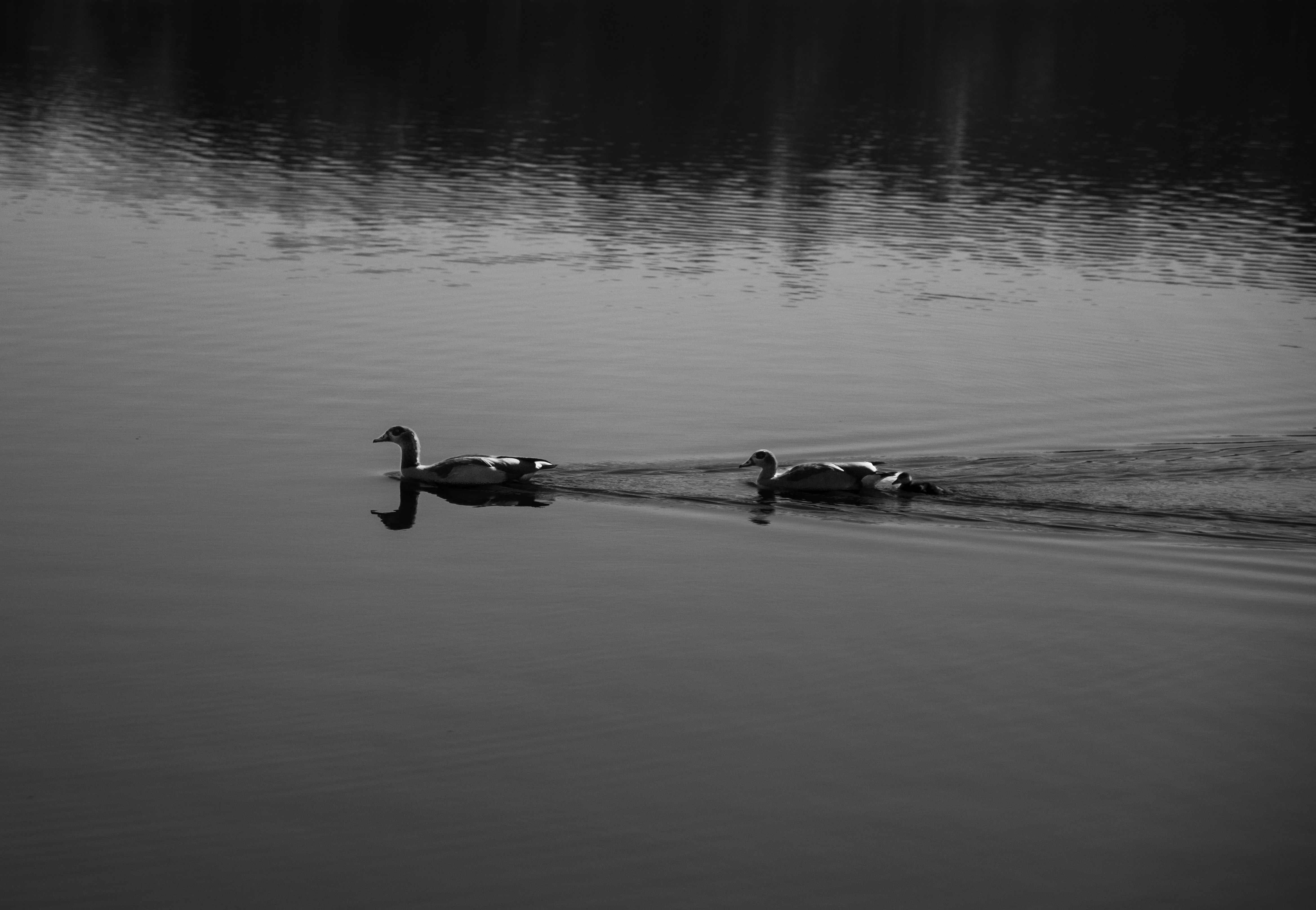 Trailing V-formation: Two Ducks Skimming a Quiet Lake