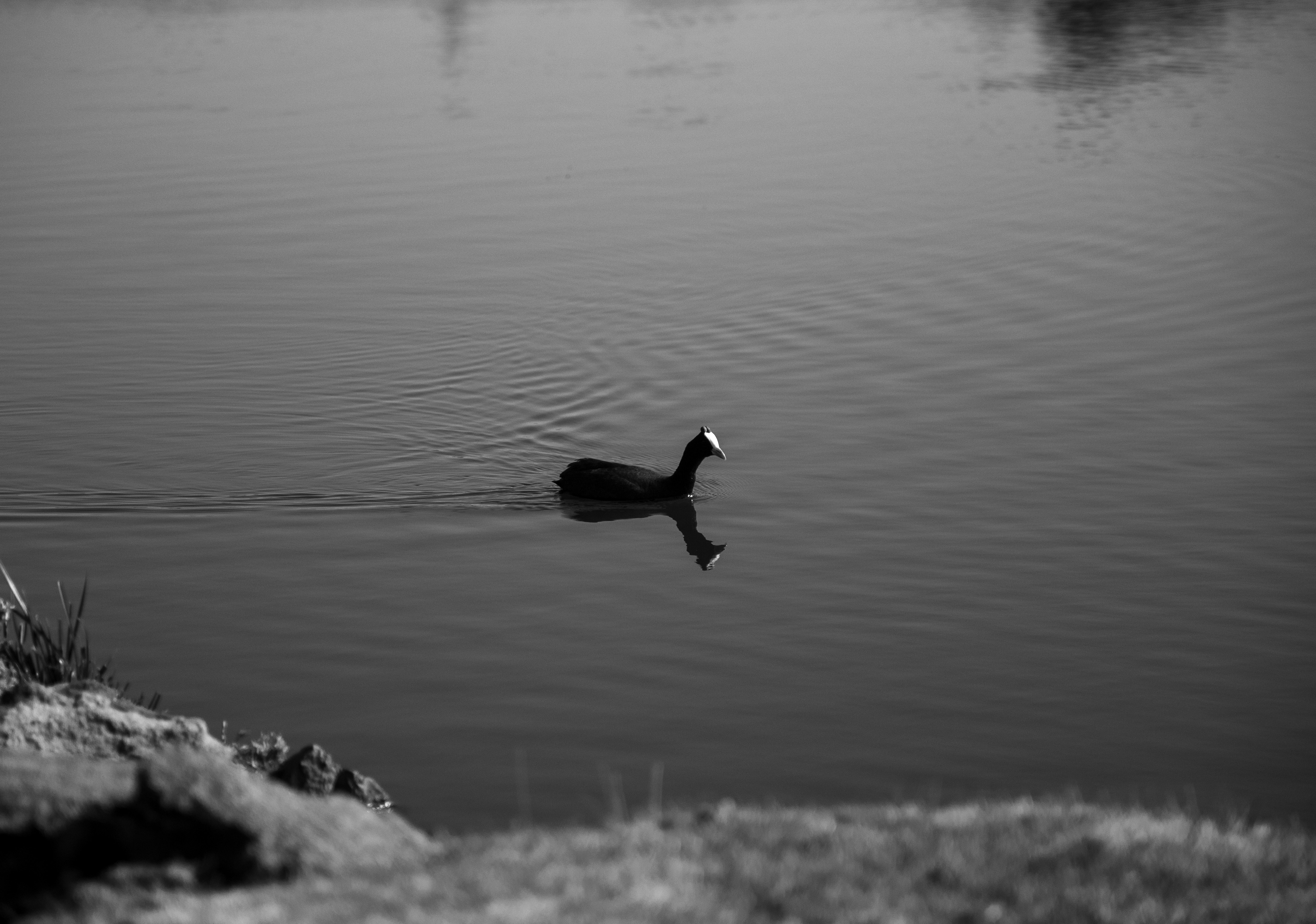 Serene Waterbird Glide: A Lone Coot Traces Quiet Ripples