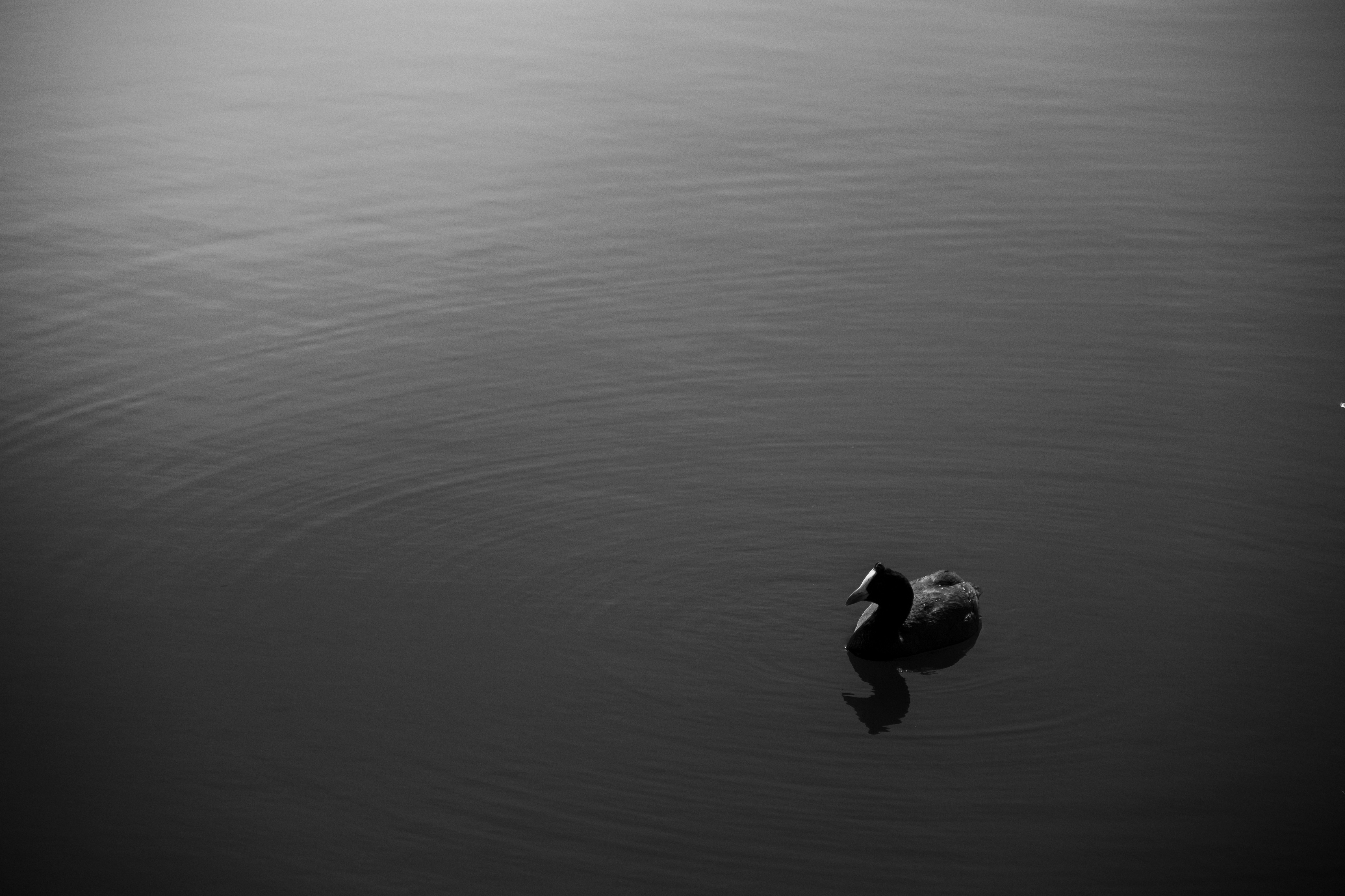 Lonely Duck, Quiet Ripples