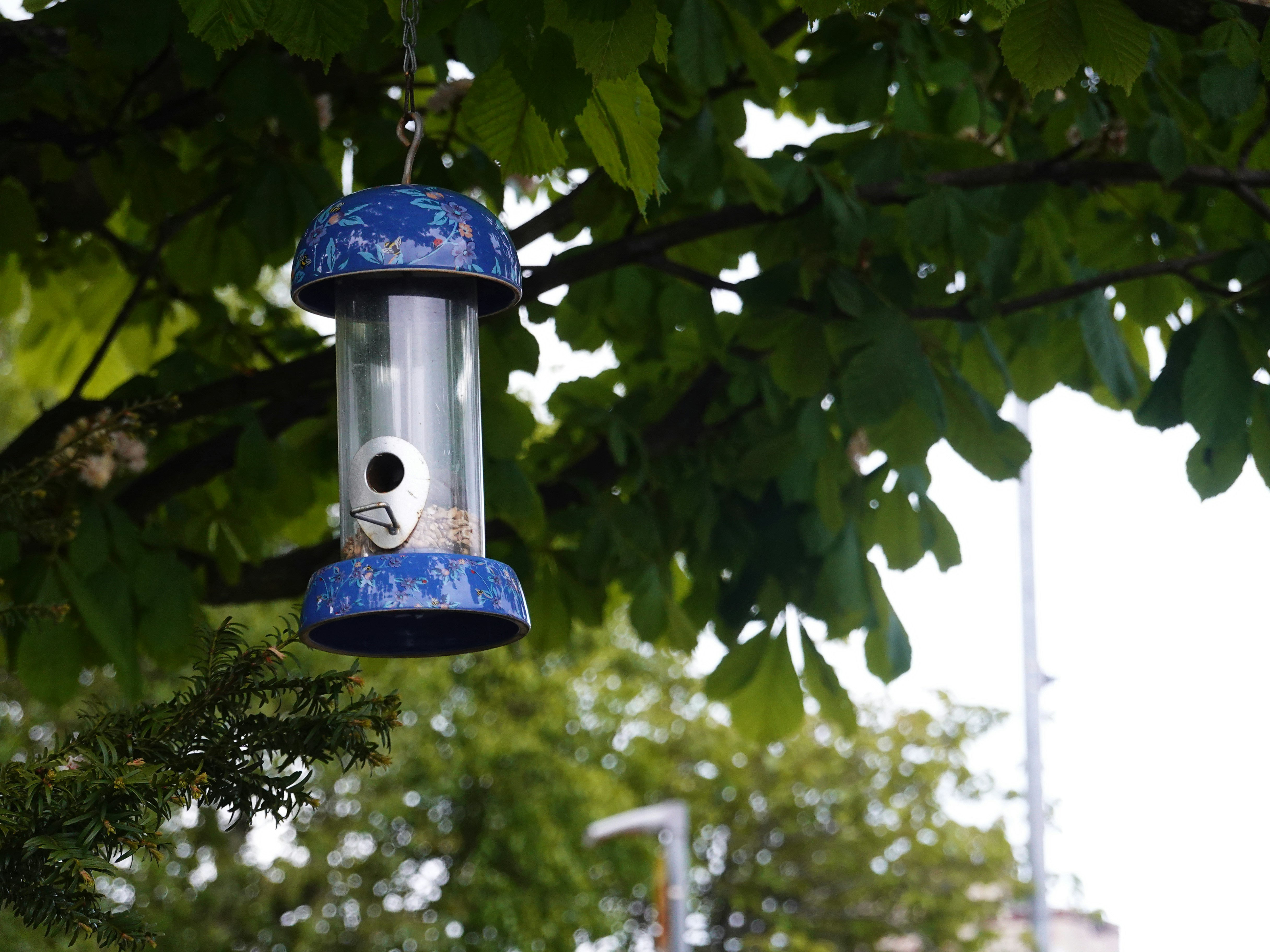 Blue Bird Feeder in Dappled Garden Light