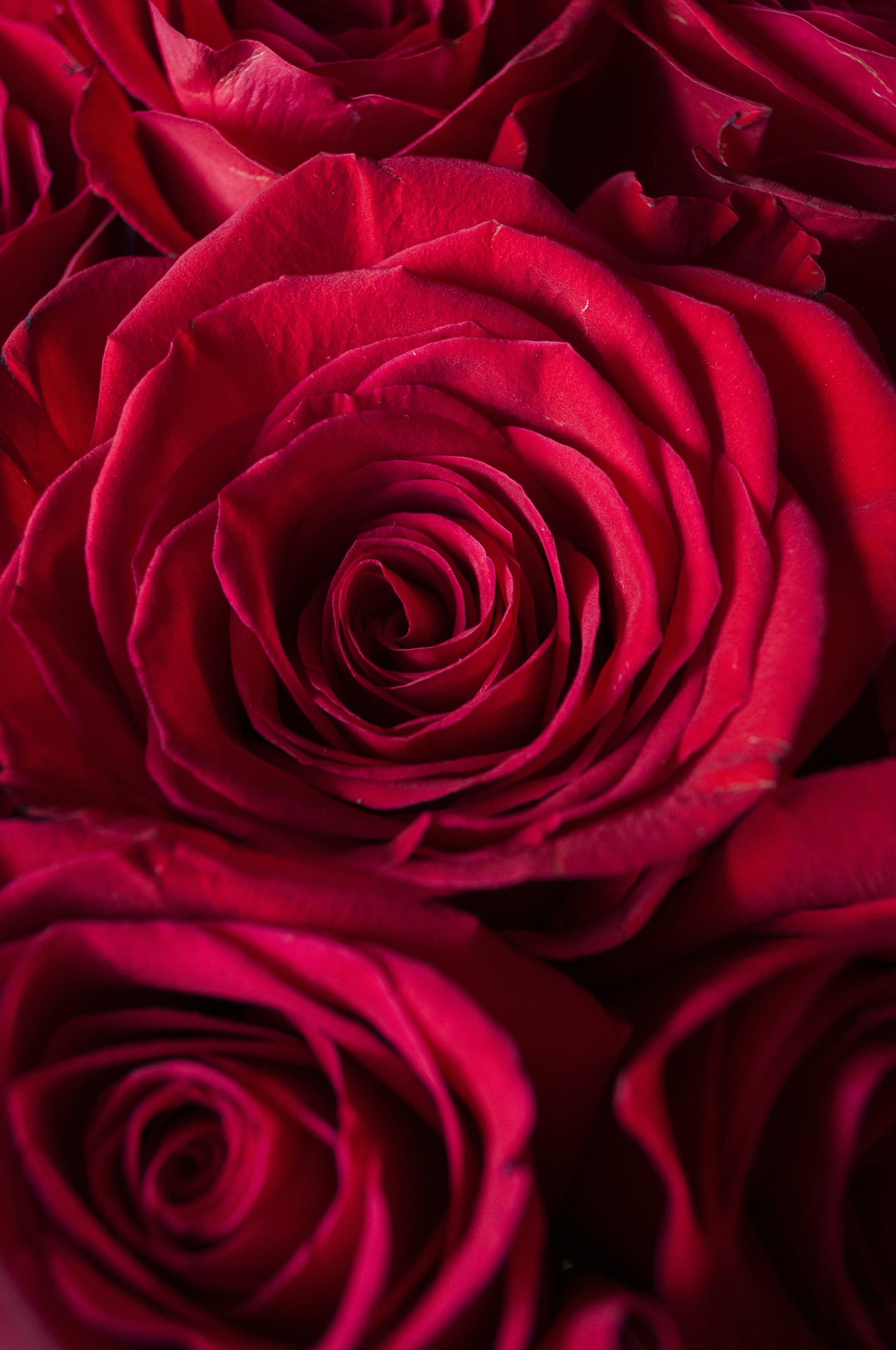 Crimson Bloom: A Close-Hung Rose Spiral