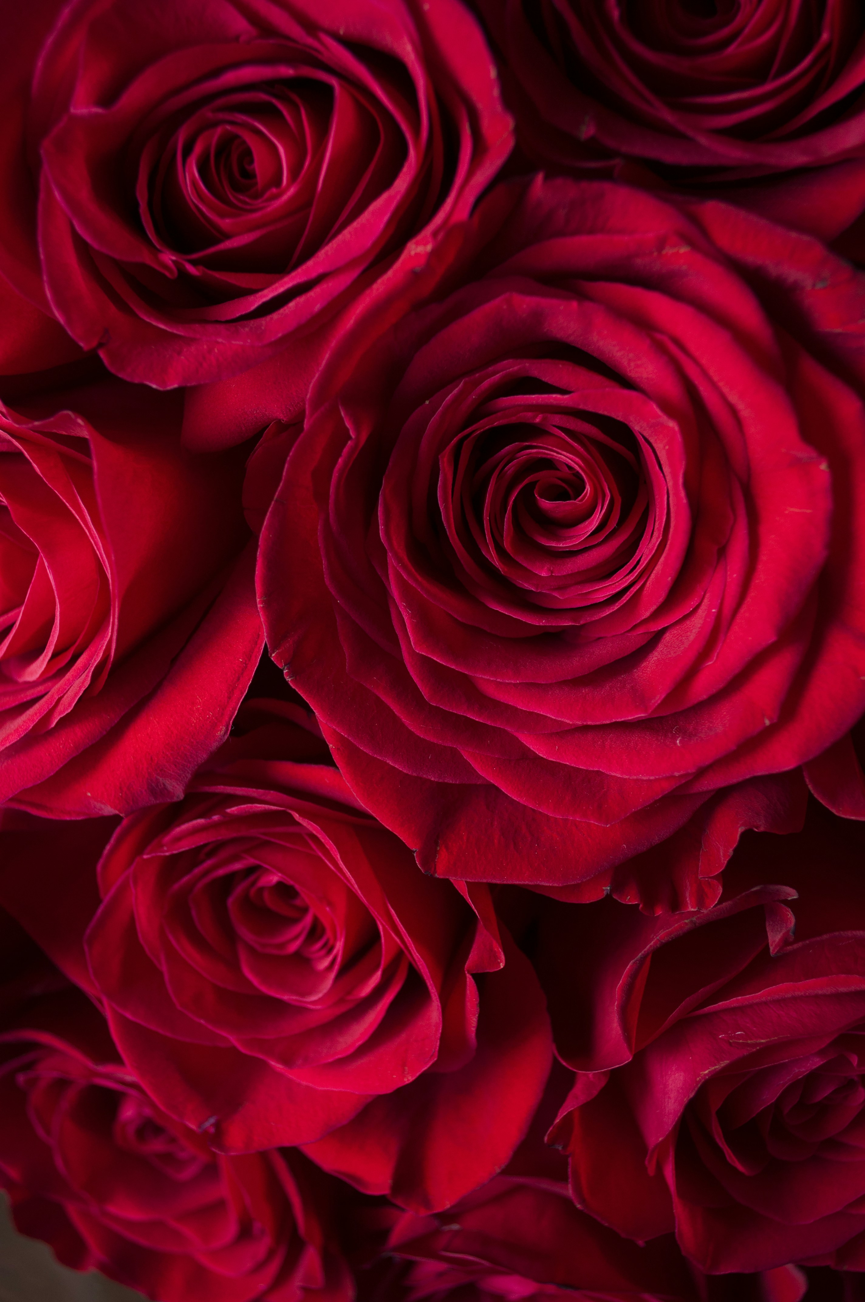 Crimson Rose Crescendo: A Tapestry of Petals