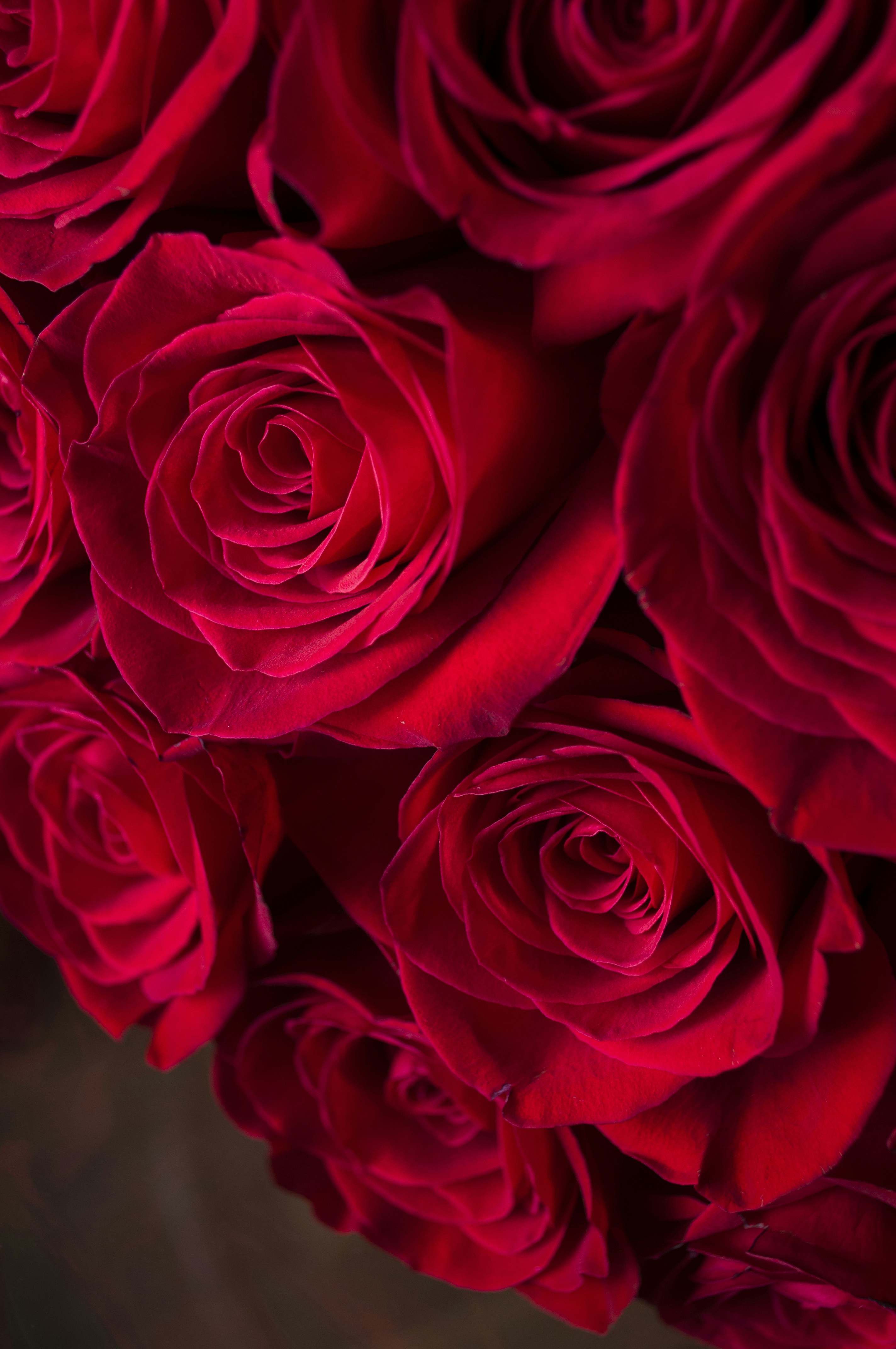 Velvet Constellation: Crimson Roses in tight Bloom
