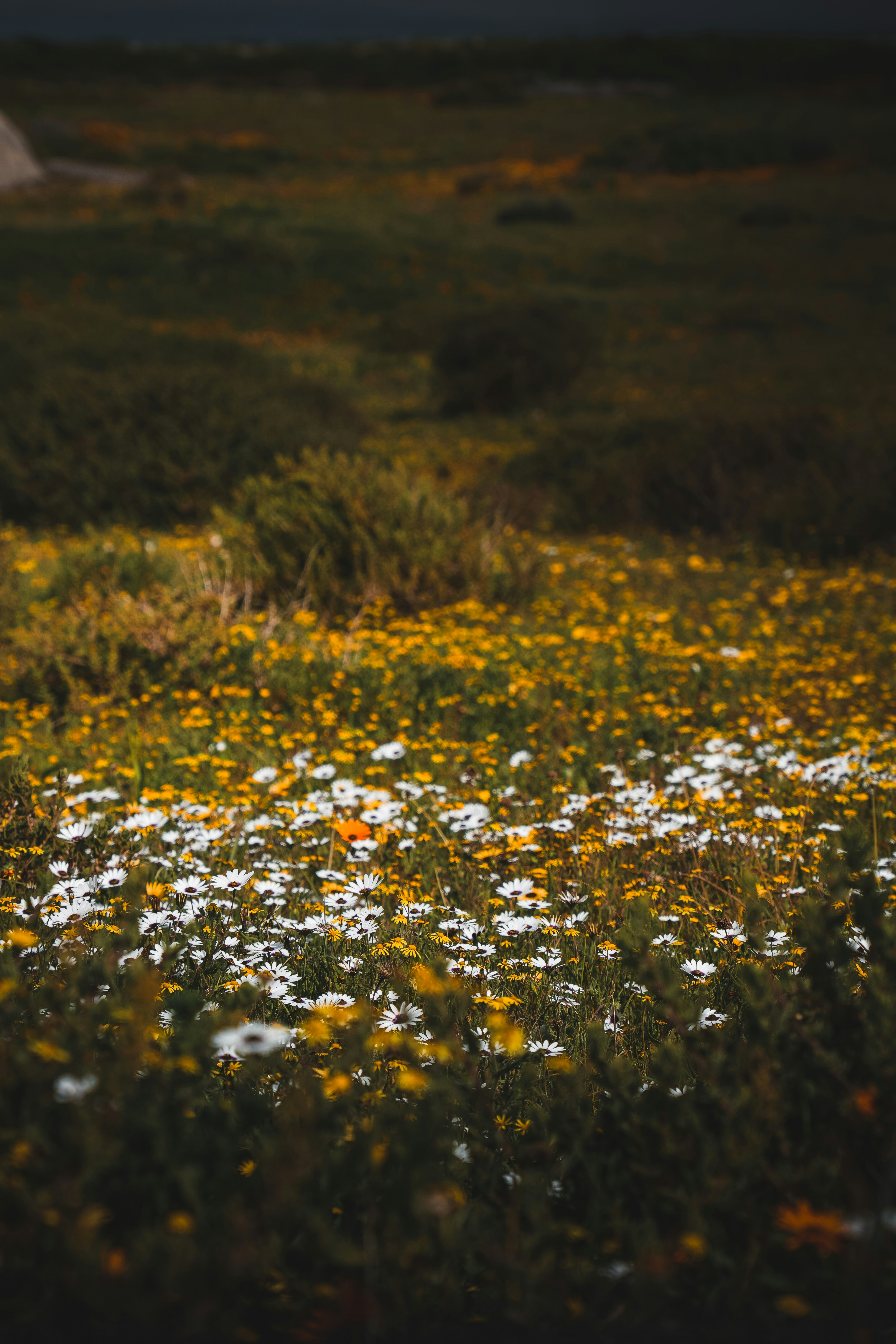 Photo by ryan mayes with Sony Alpha 6700