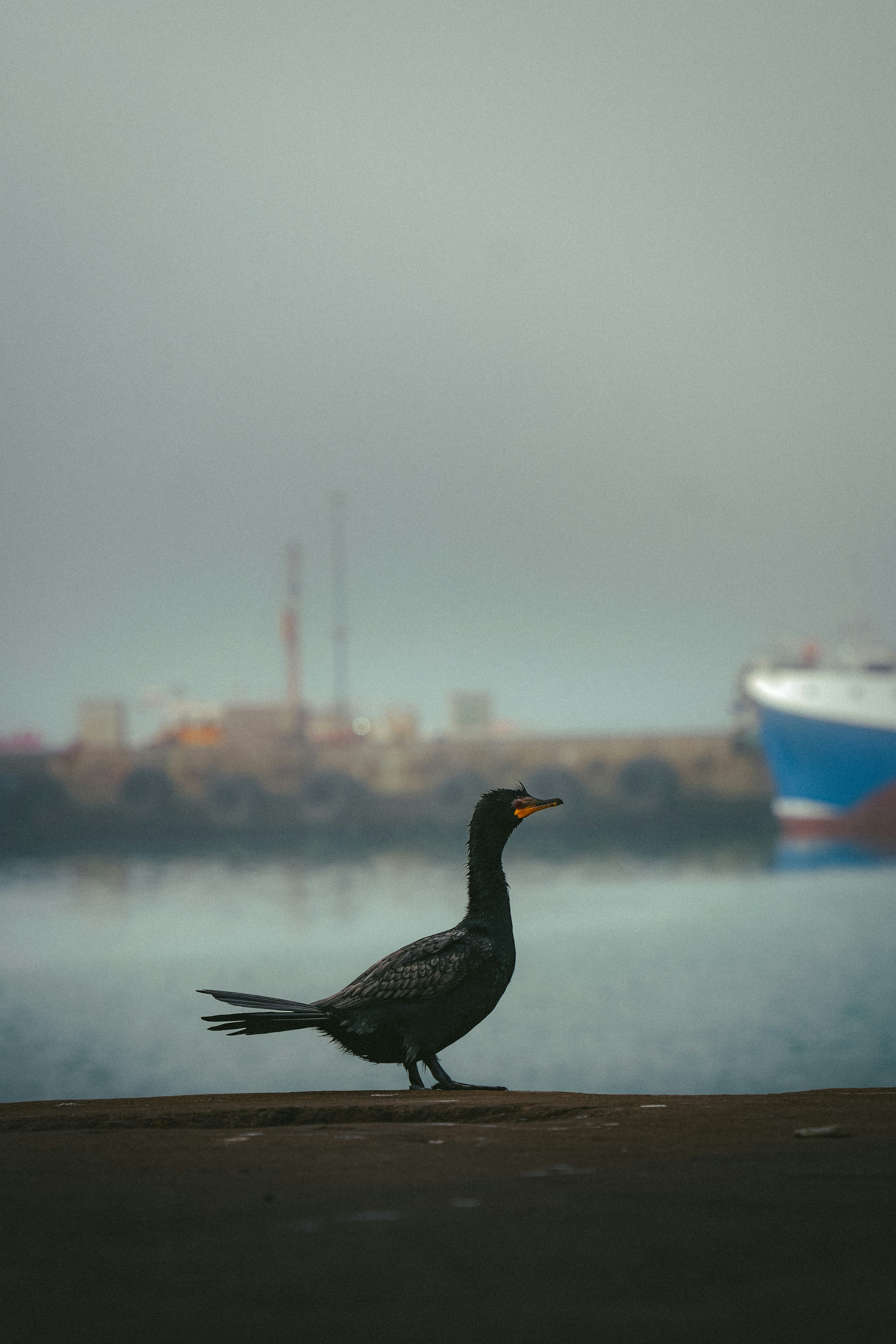 Low Tide Sentinel: A Cormorant Poised at the Waterline