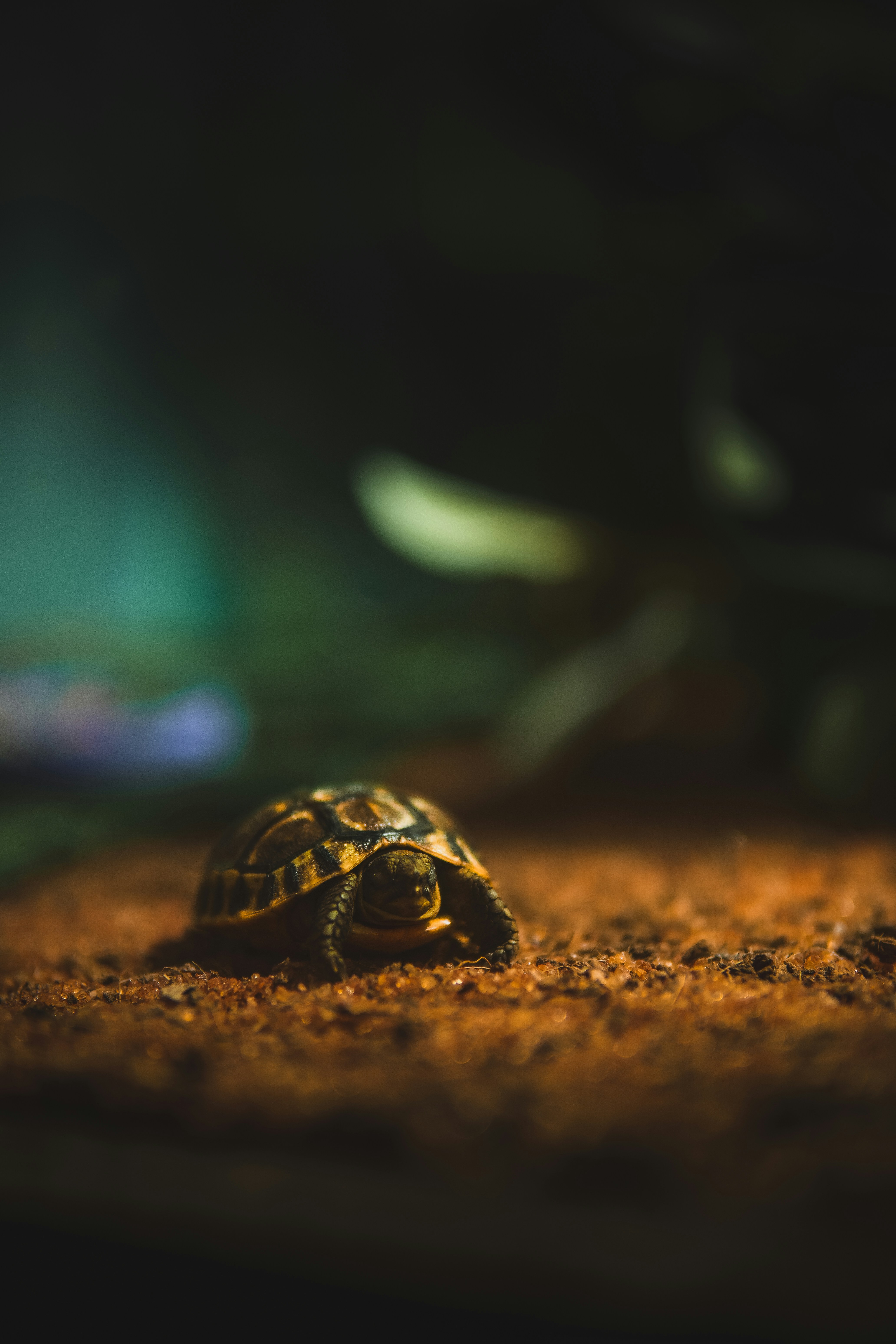 Tiny Shelled Explorer on a Moonlit Path
