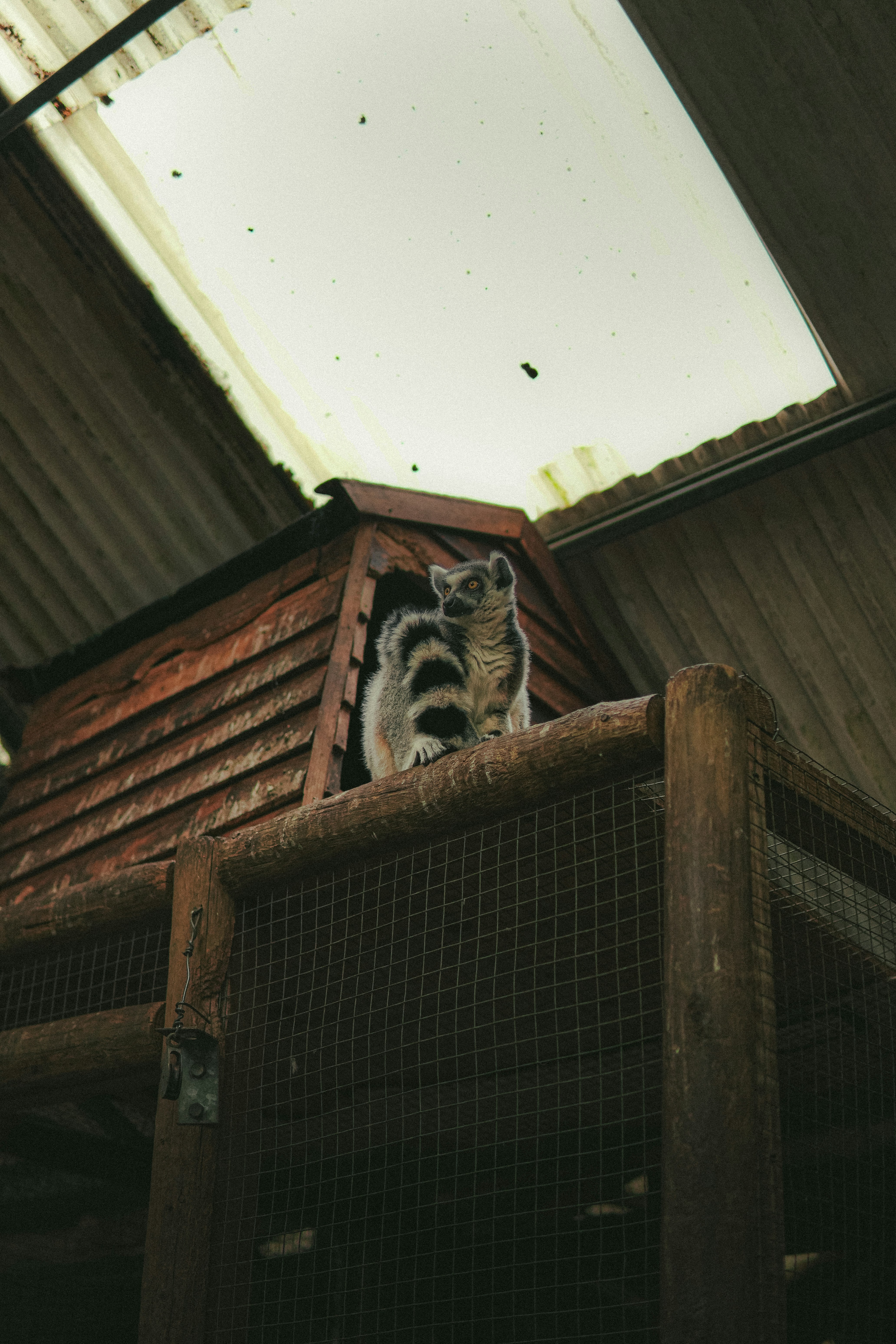 Kitten on a weathered loft: a wary gaze from a rustic enclosure