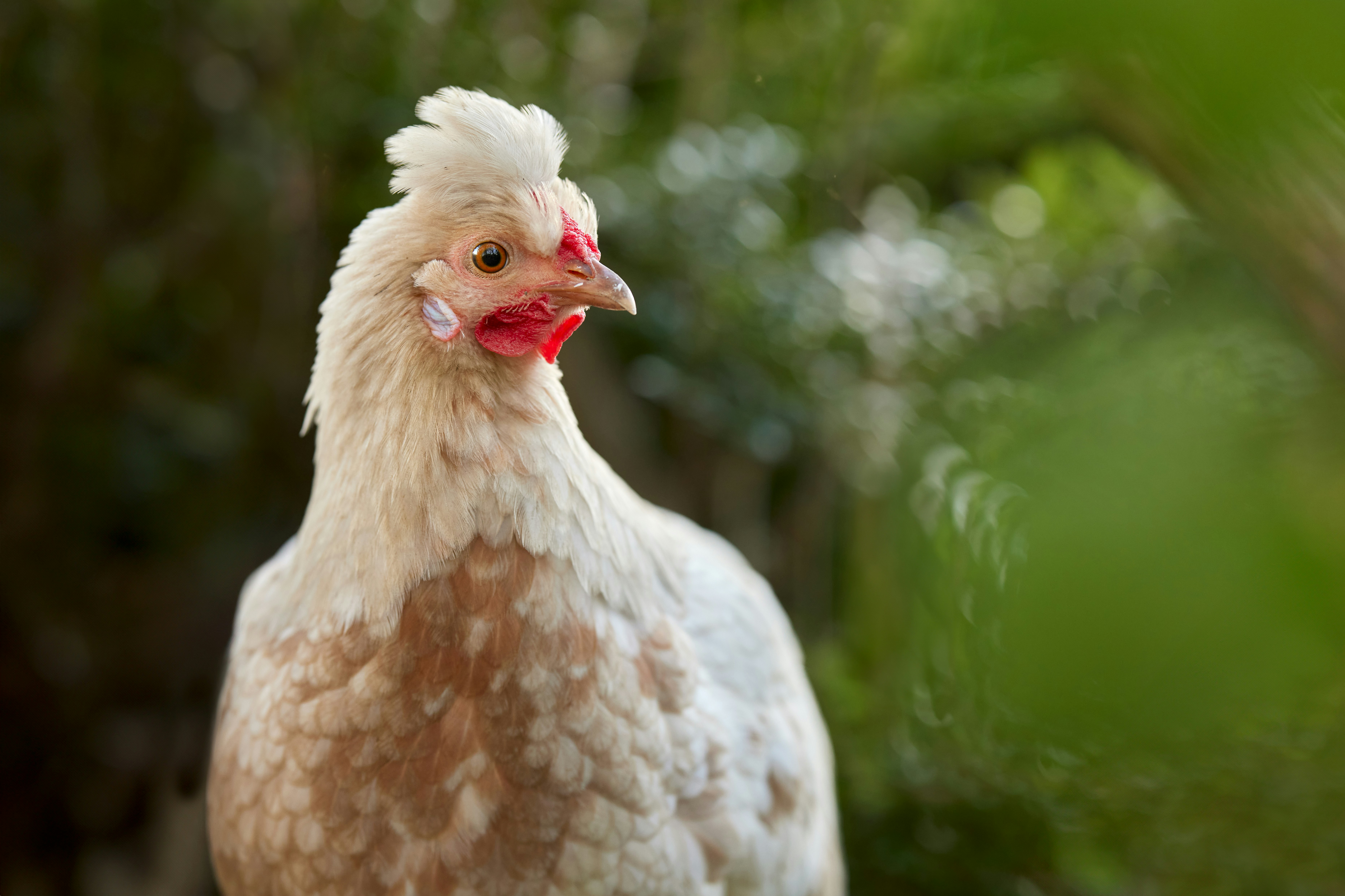 Creamy Coop Portrait: Soft Focus Chickens with a Quiet Burrow of Green