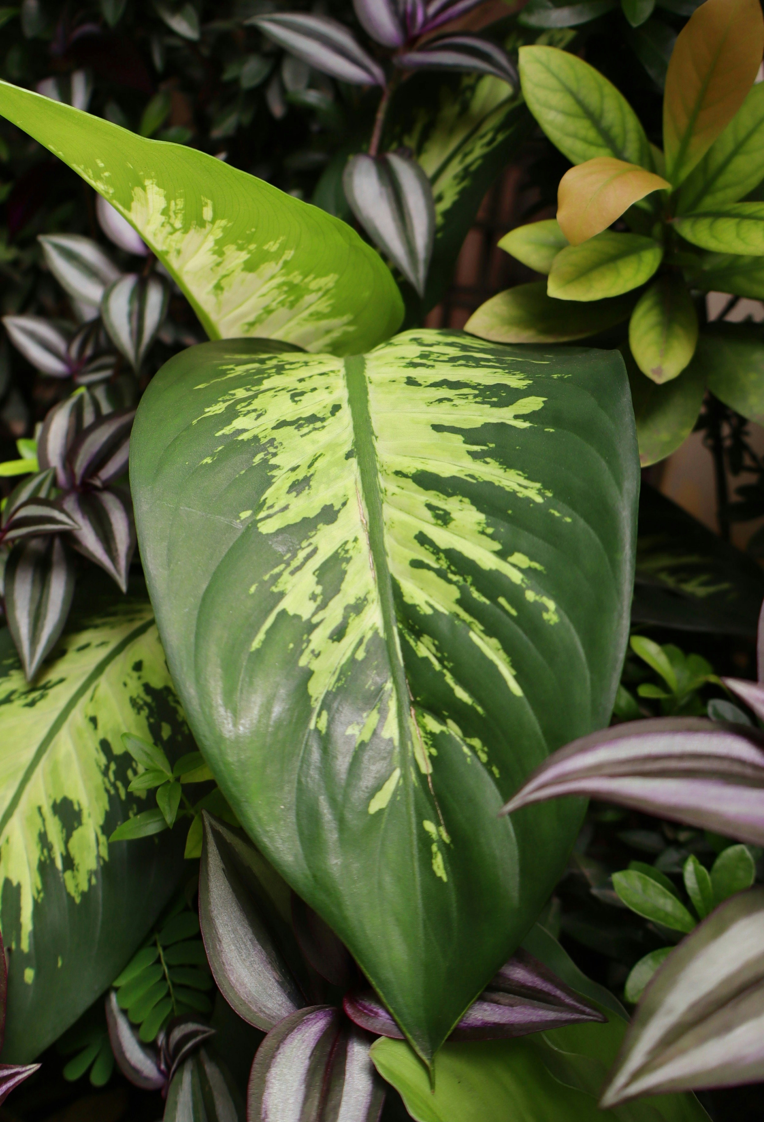 Close-up of a large variegated leaf with pale yellow-green variegation, surrounded by other green and purple-toned foliage in a lush garden setting.