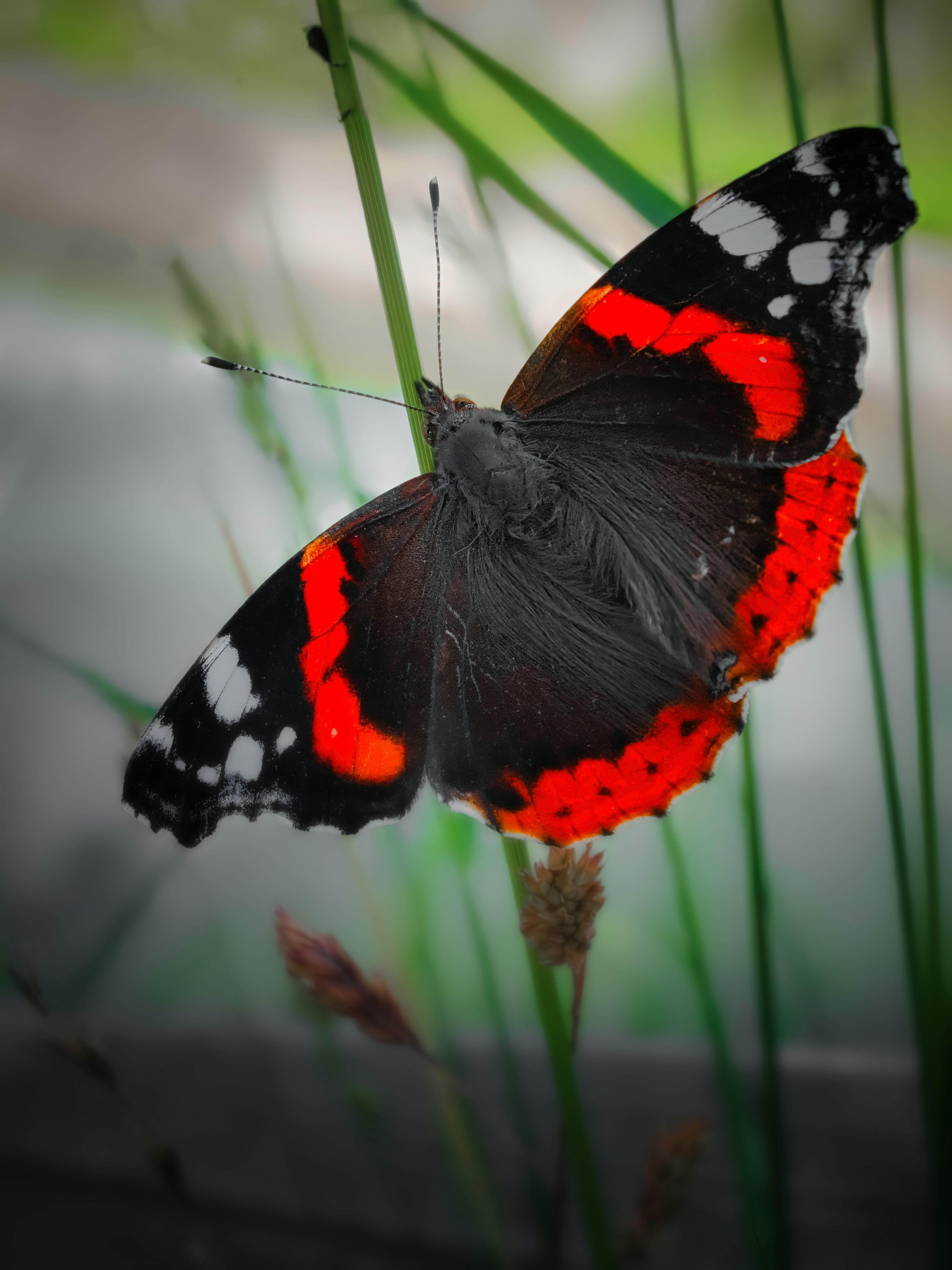 Crimson Wing in a Quiet Thrum of Grass