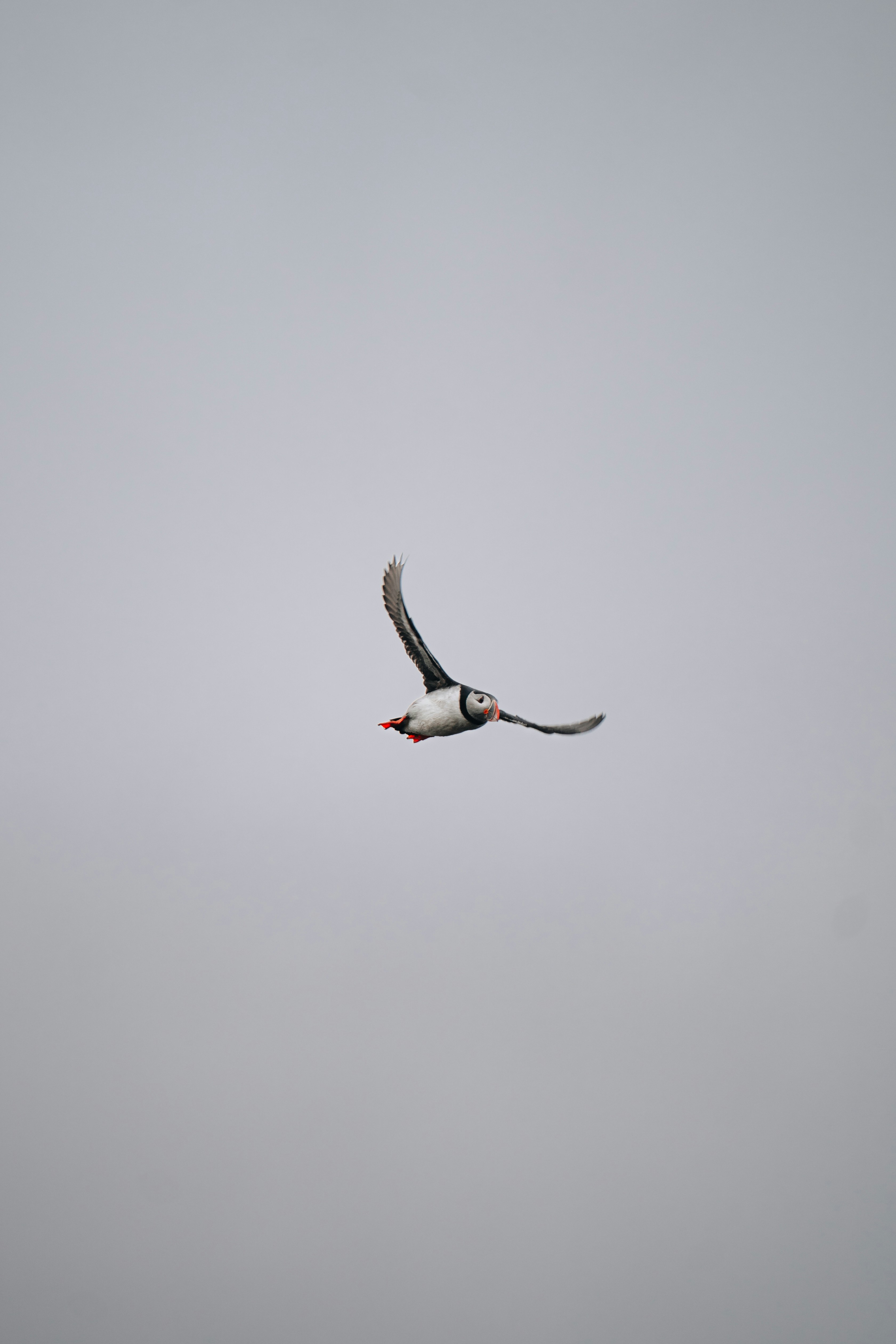 Mid-air Puffin in Quiet Skies