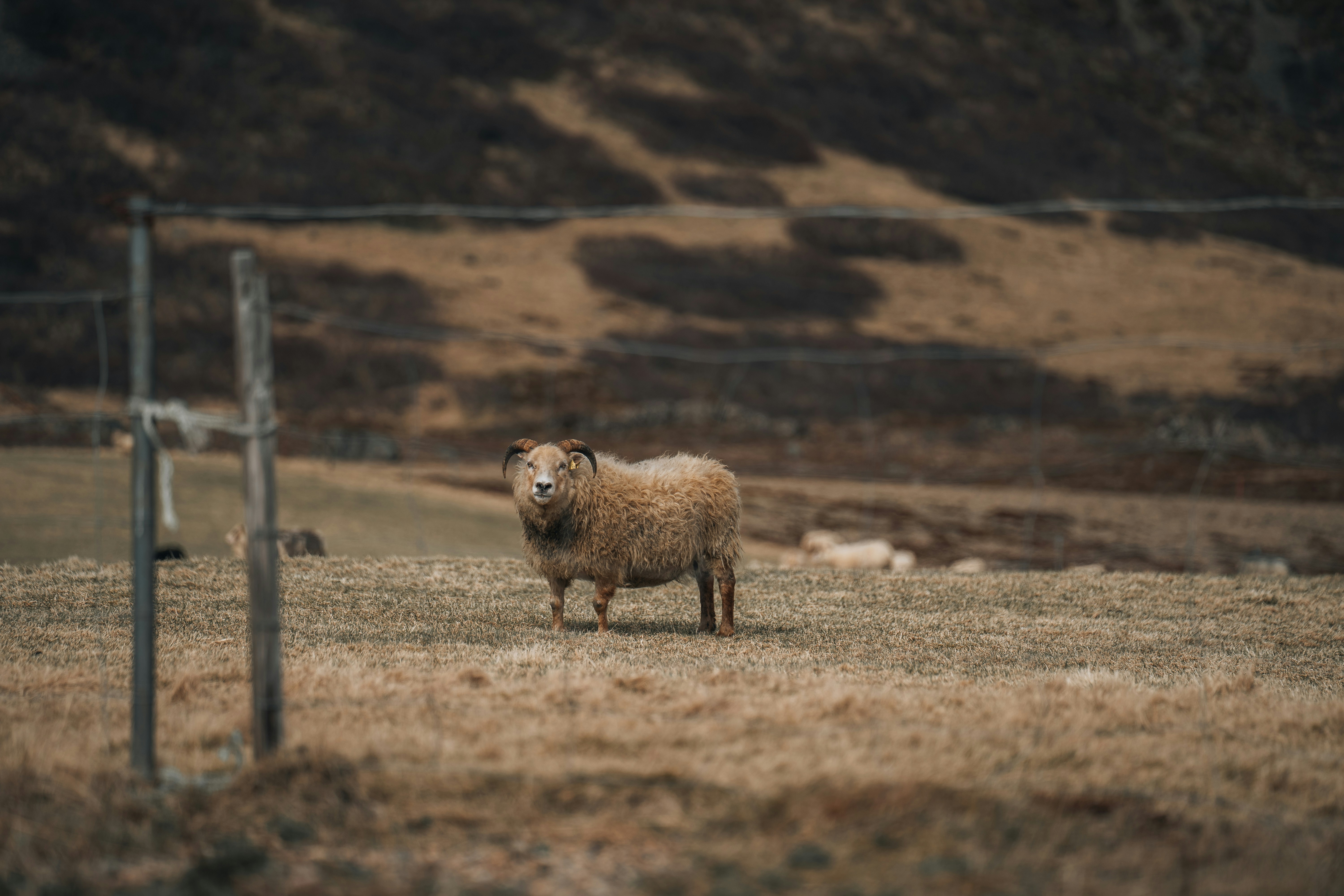 Lonely sheep in a windswept pasture