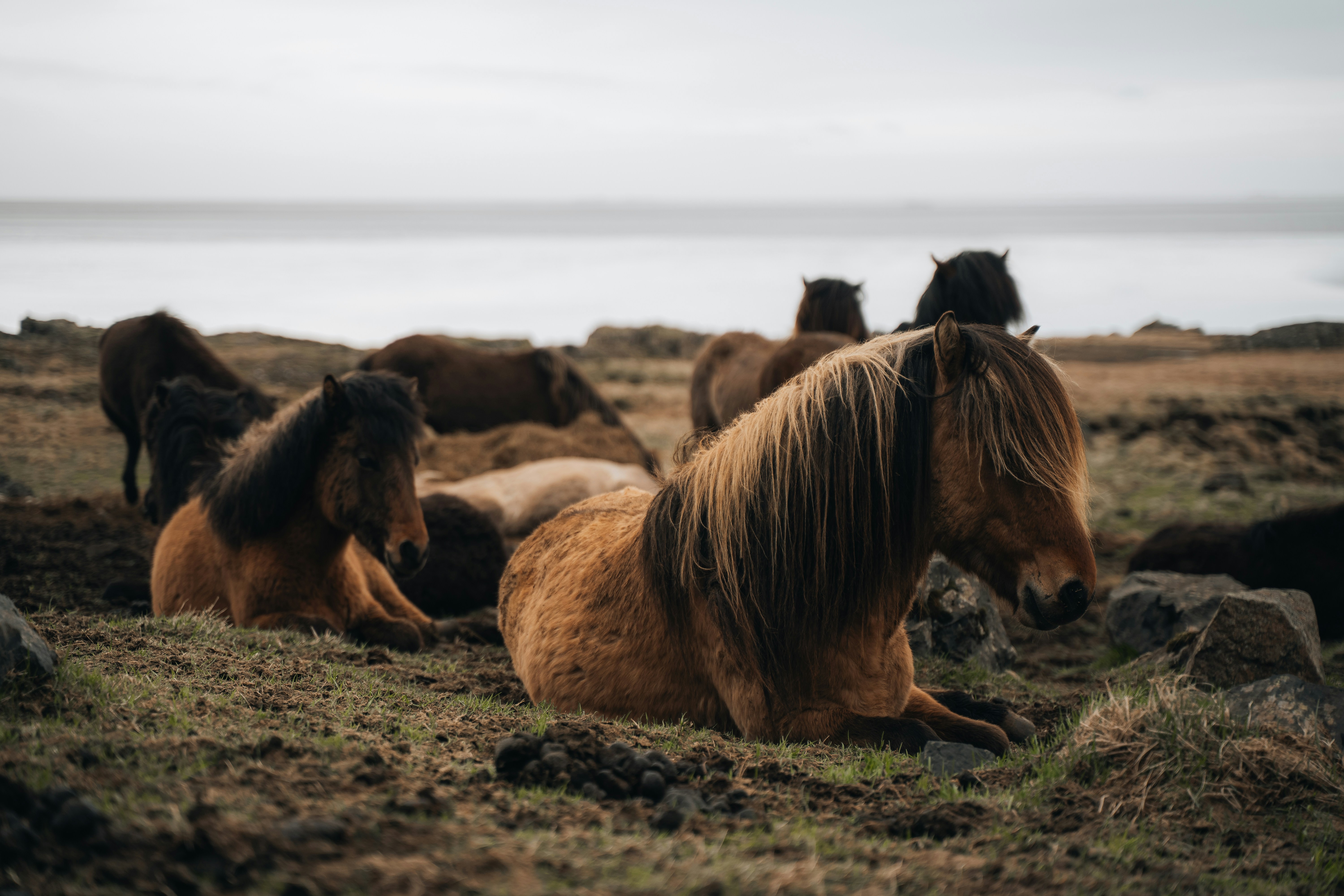 Resting Herd in Soft Evening Light
