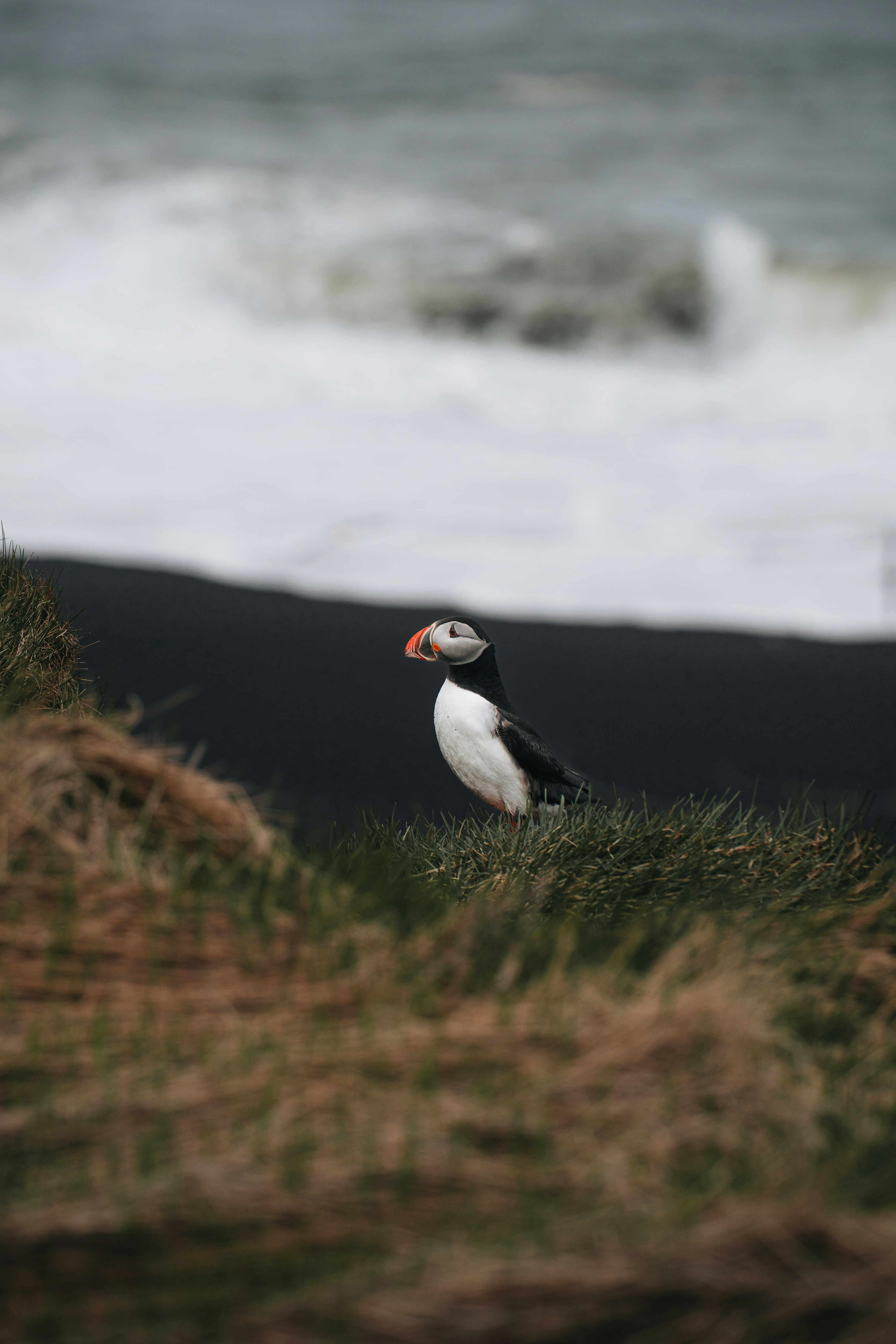 Lip-tinged with Ocean Wind: A Puffin on the Dune Edge