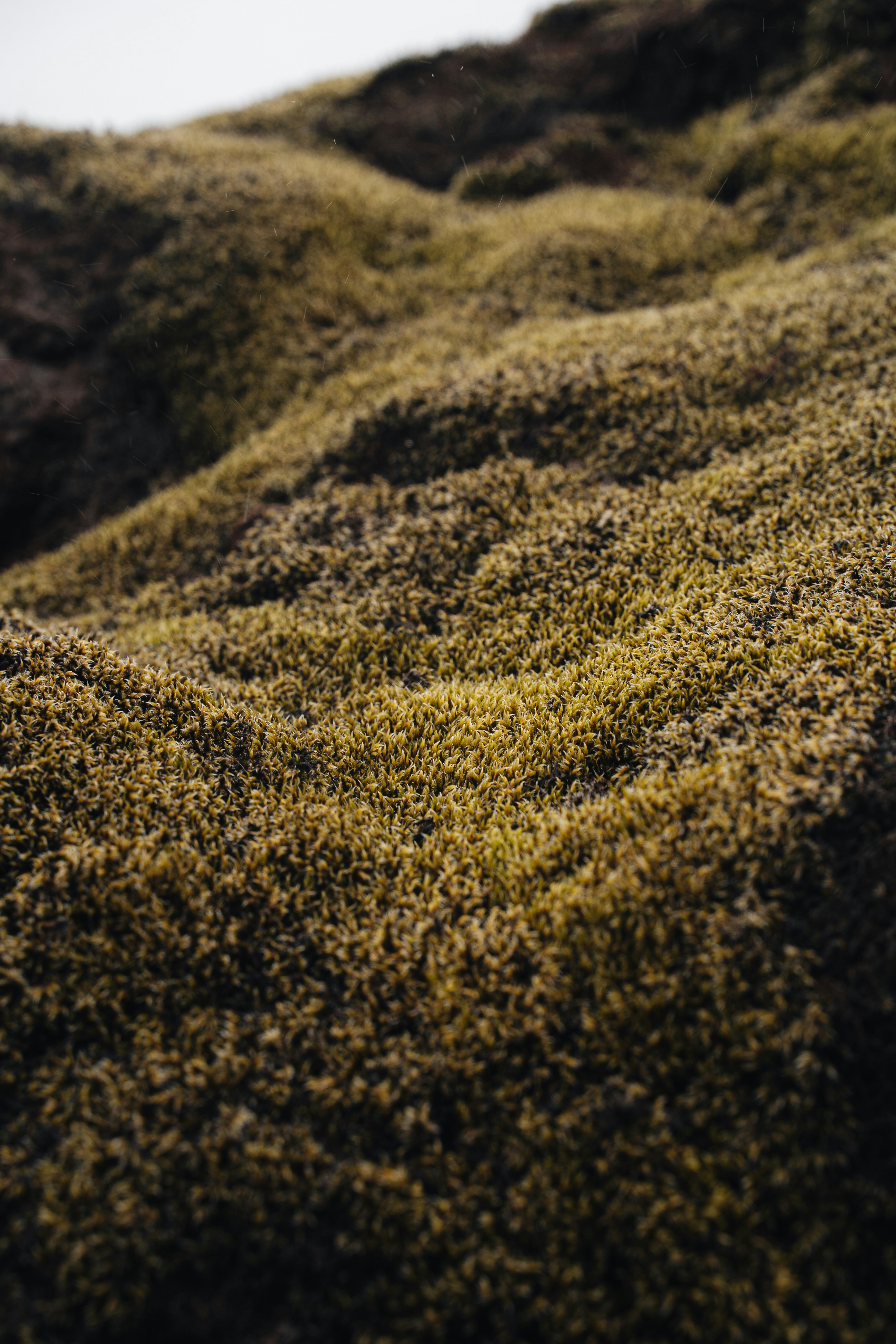 Mossy Dunes: Quiet Valleys of Golden Fuzz