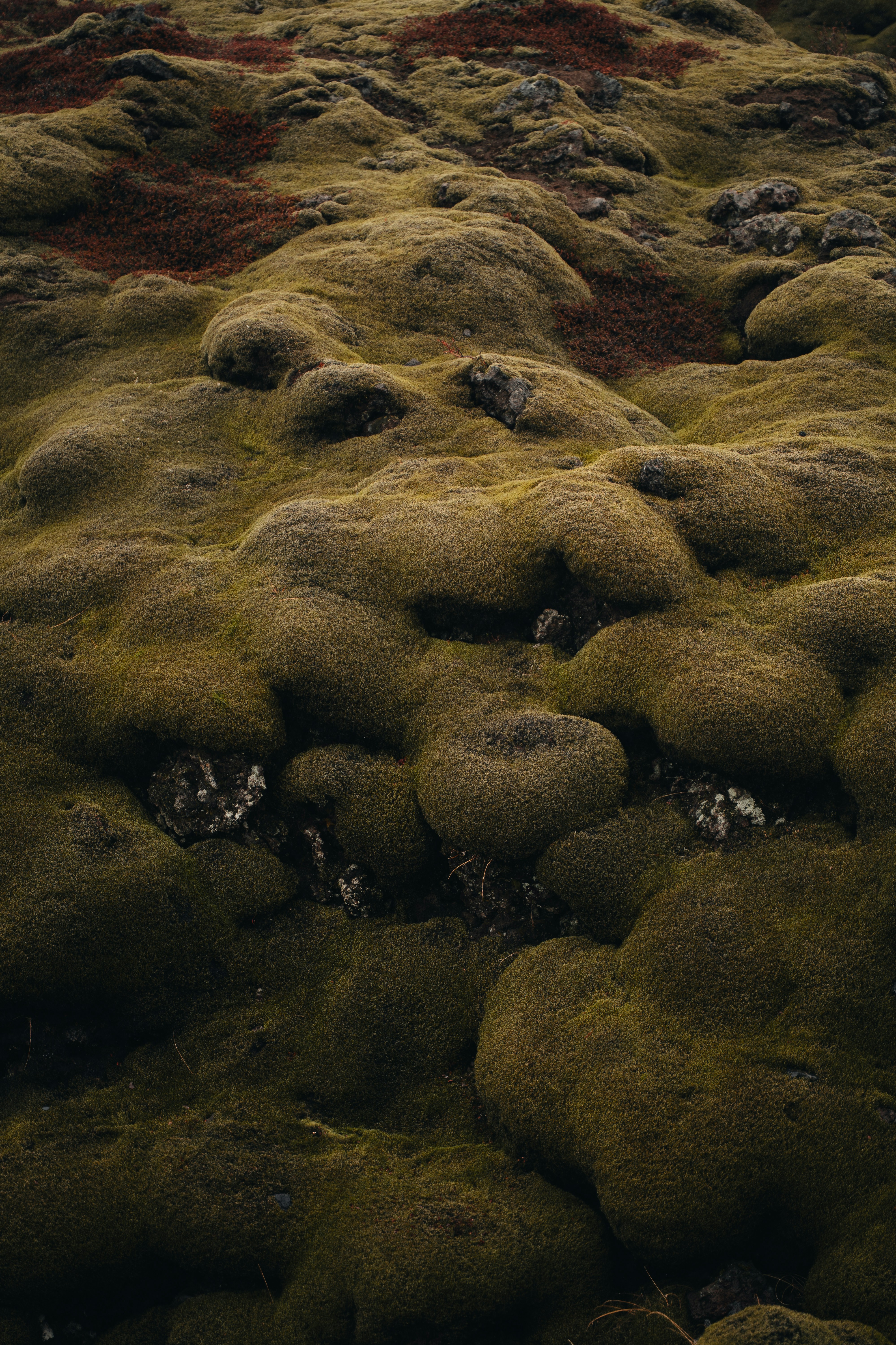 Moss-Cilled Terrain: Velvet Formations Across a Lichen-Dusted Landscape