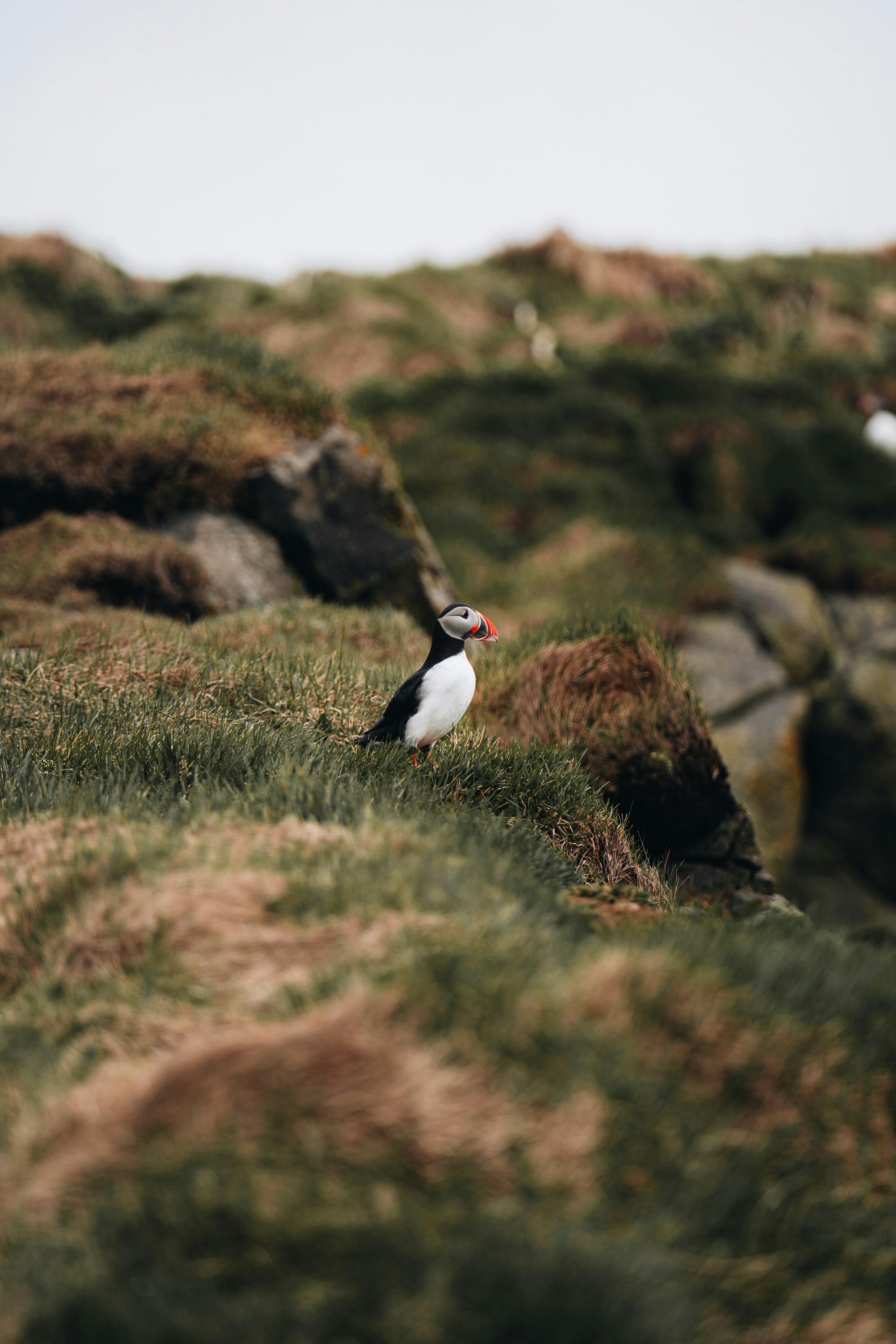 Puffin Sentinel on windswept turf
