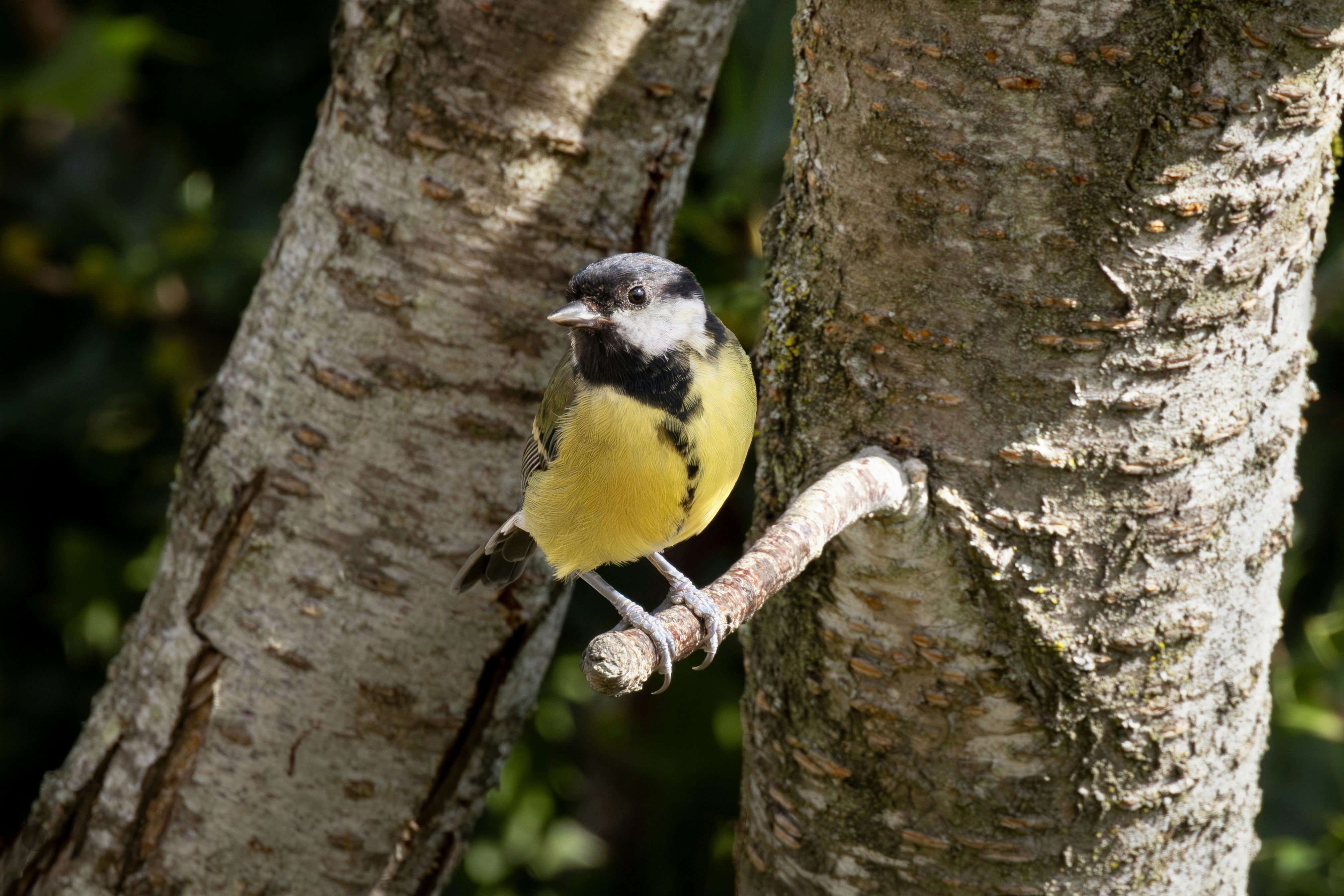 Yellow-breasted Bird Perched on Birch Branch
