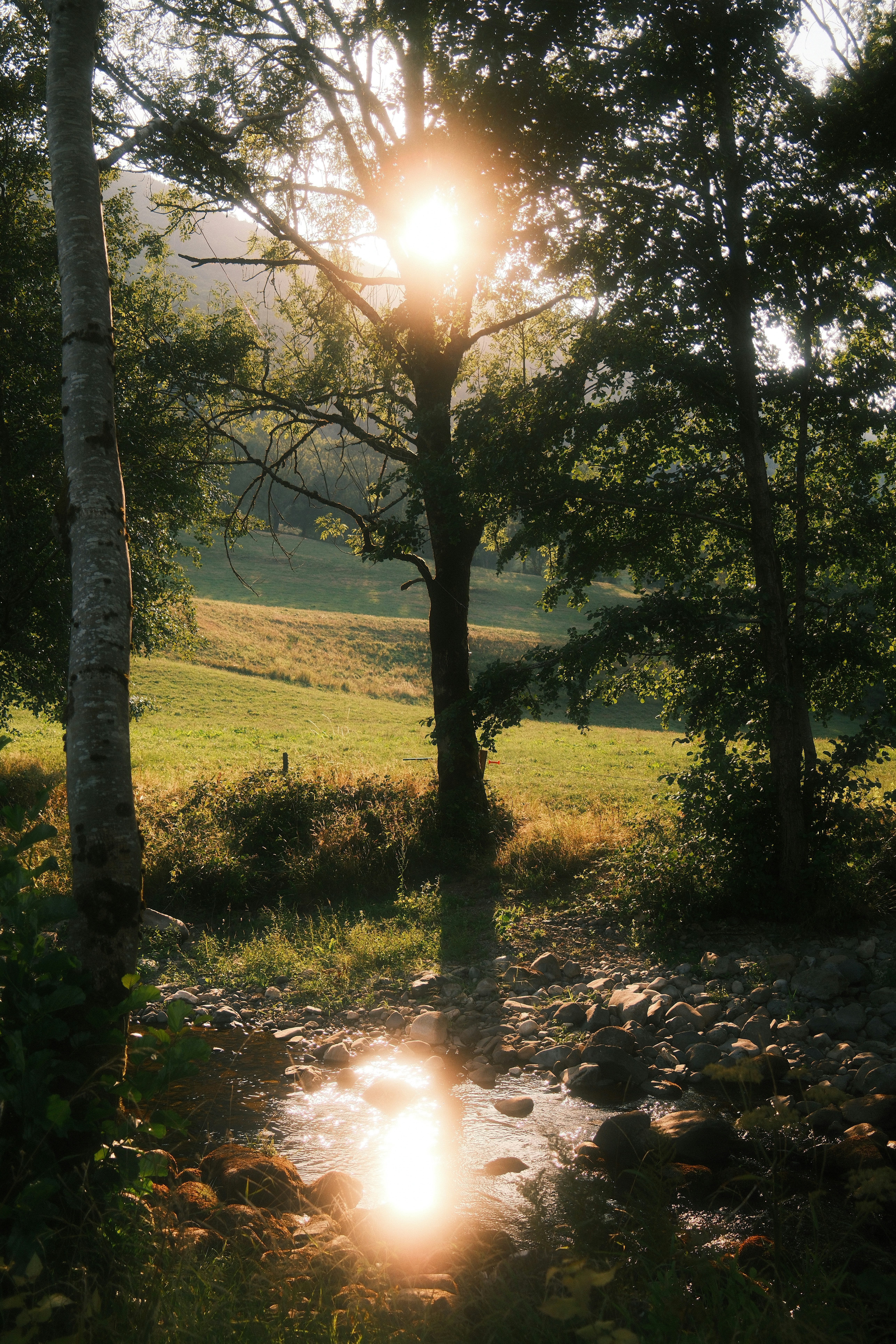 Sunlit Tree with Gentle Stream: Quiet Rural Golden Hour