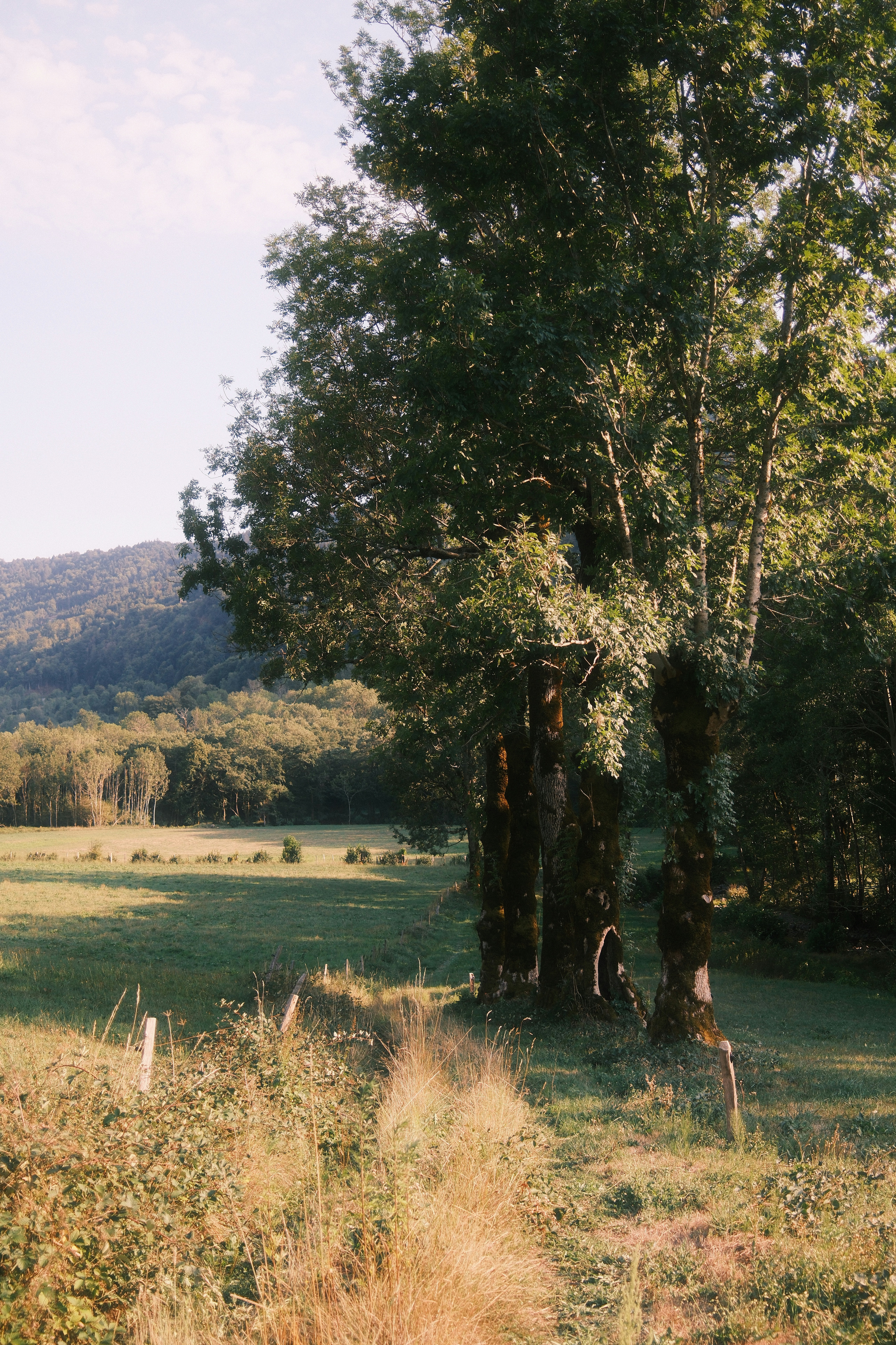 Sunlit Poplars by the Meadow Path