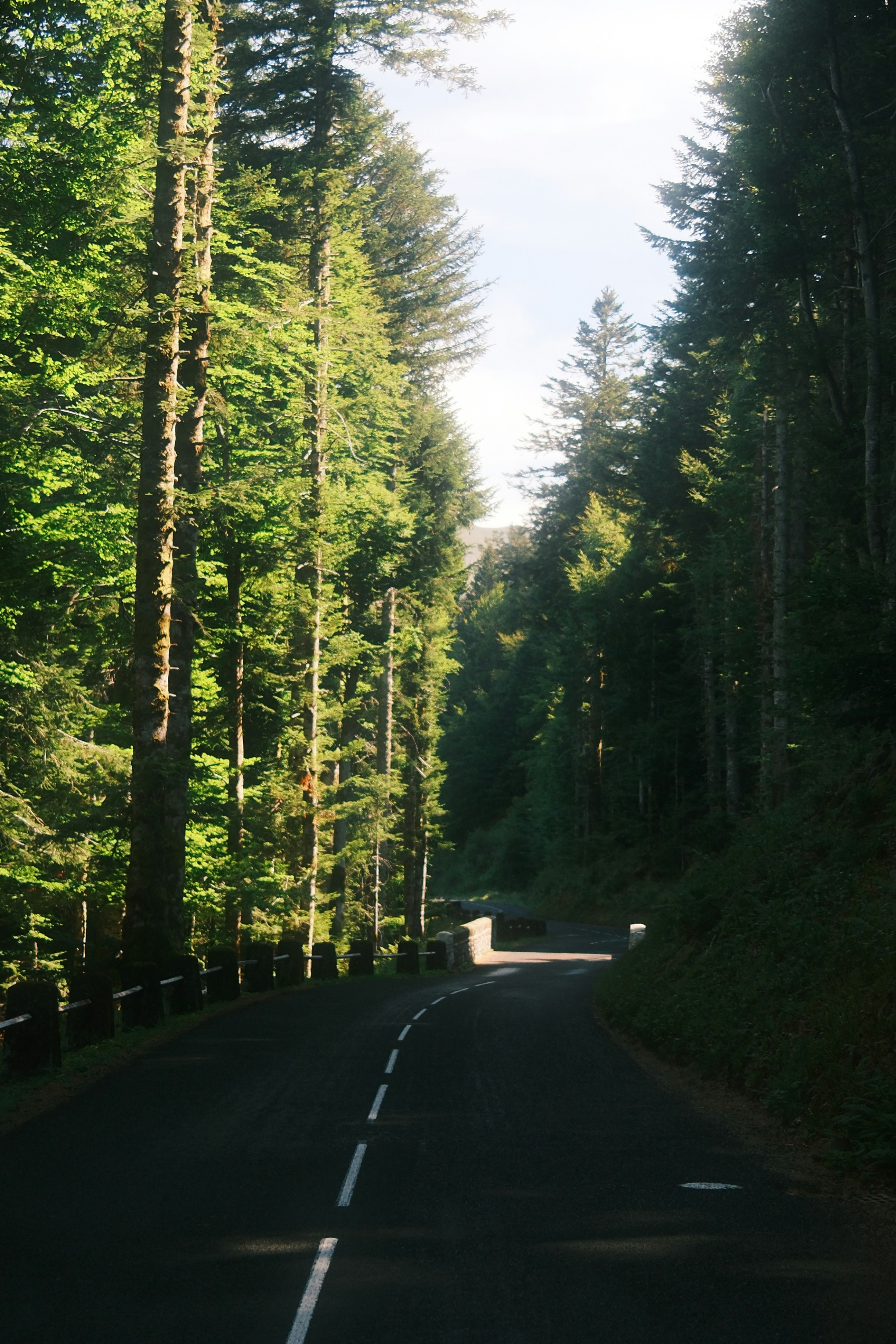 Forest Road Bends into Light