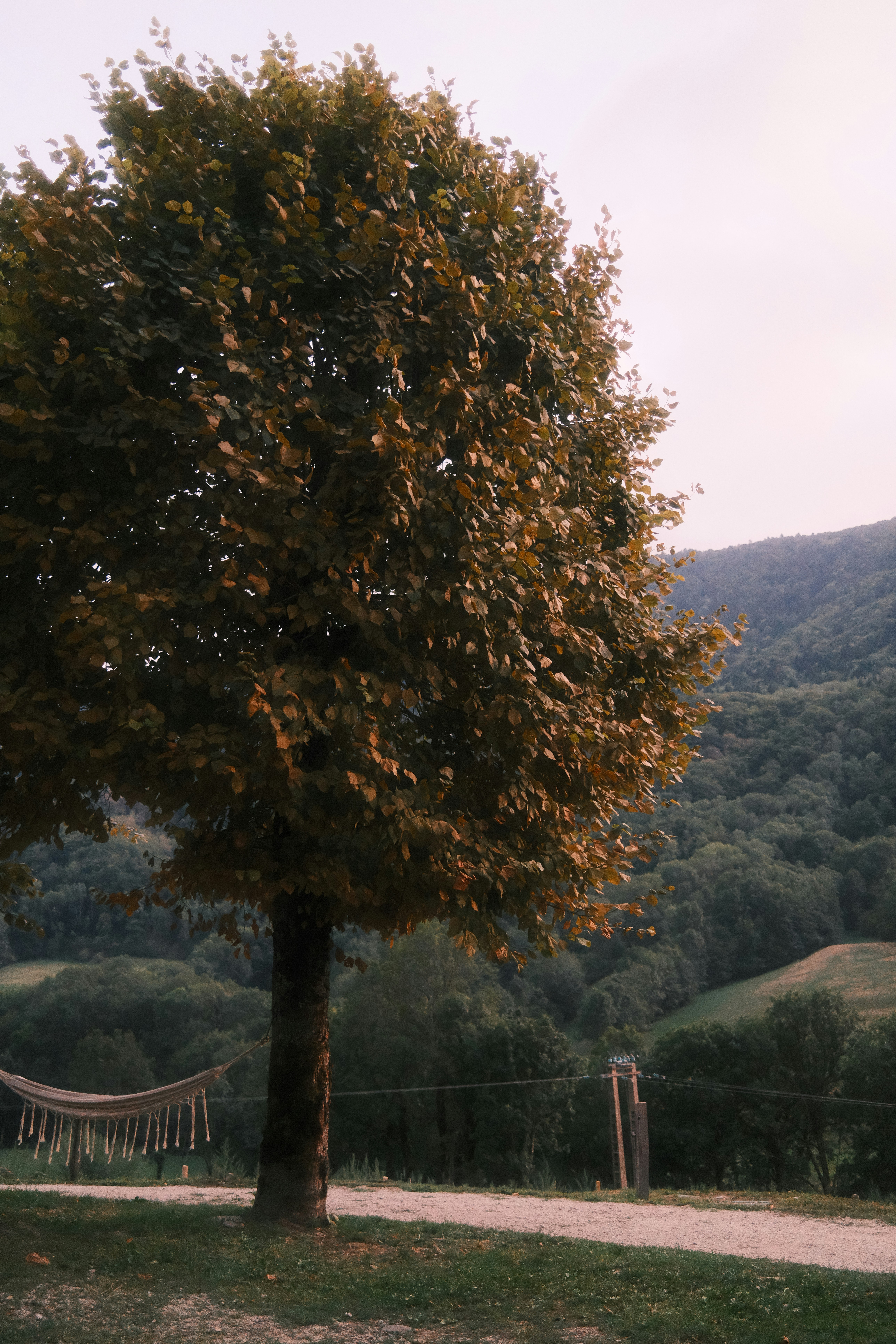 Lone Tree Framed by Rolling Hills at Dusk