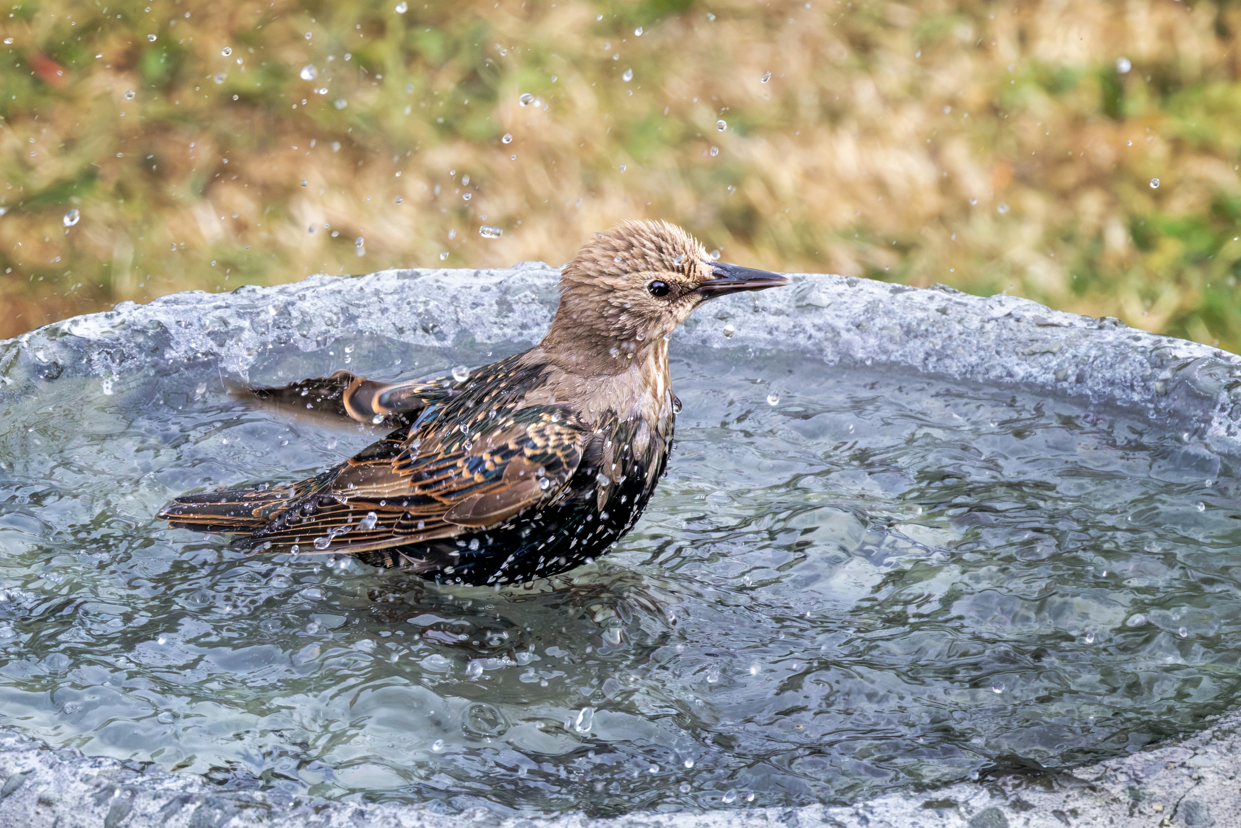 Spotted Waterfowl in a Stone Basin Amid Falling Drops