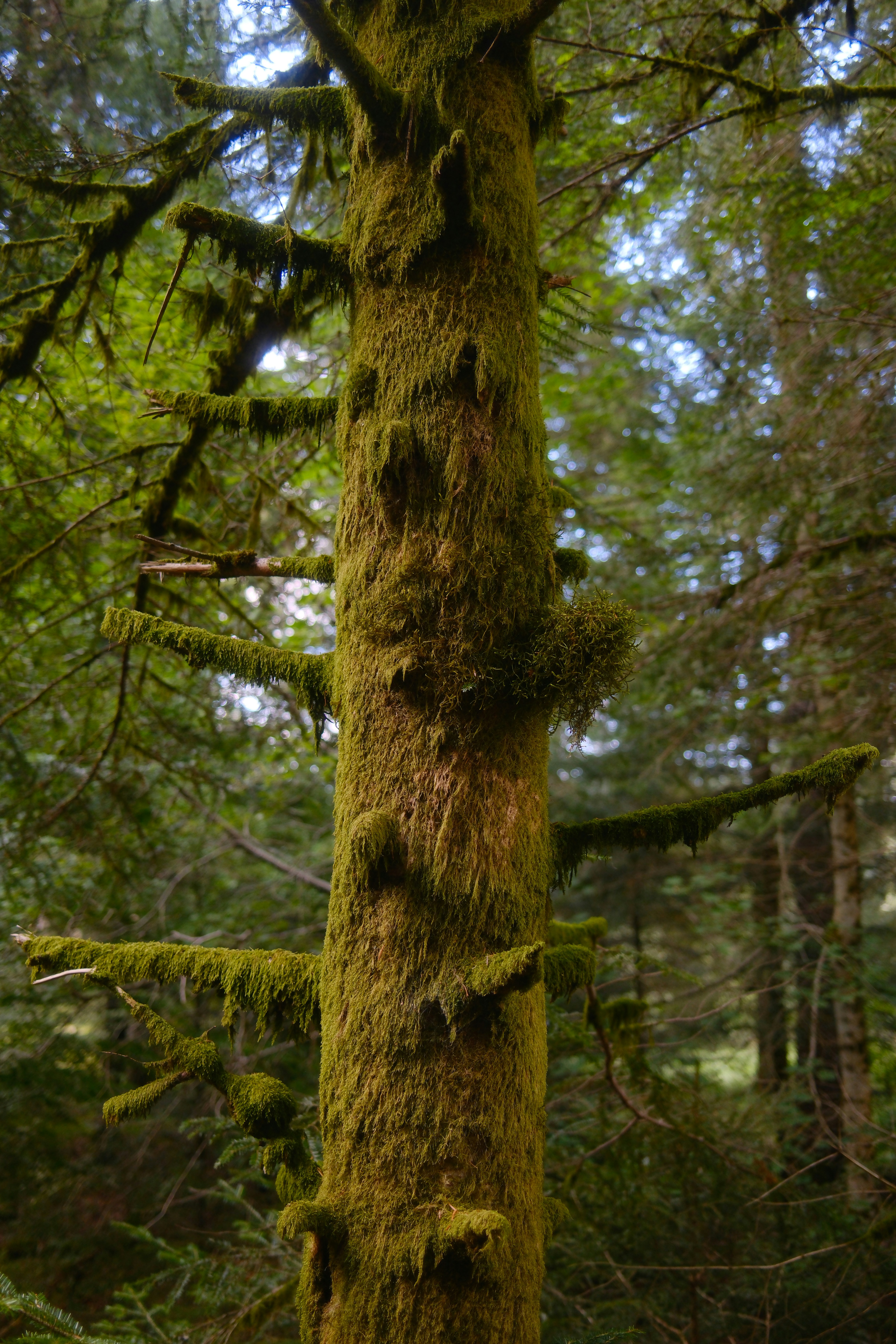 Moss-Clad Trunk: Forest Architect of Green Fur