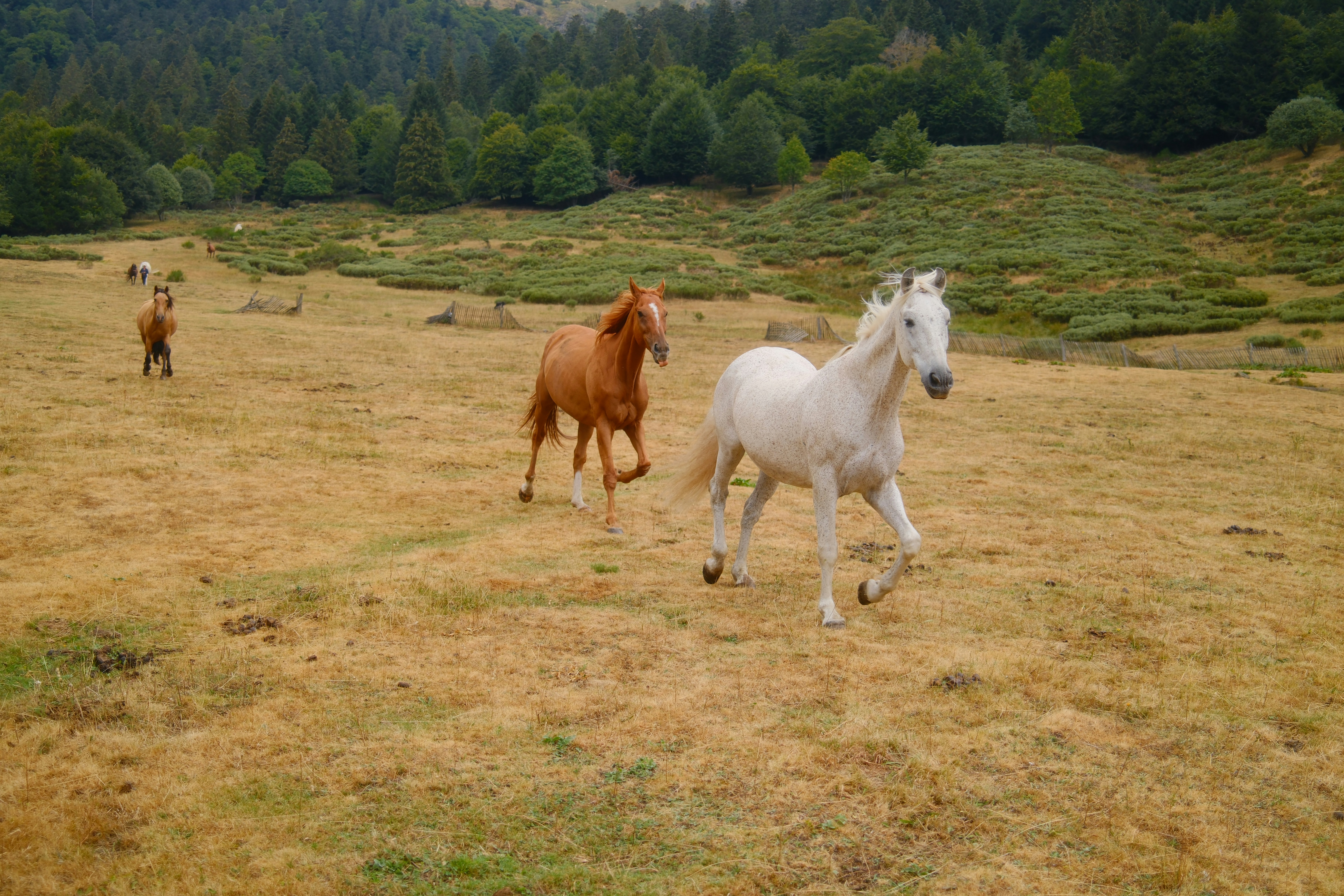 White Thoroughbred Leads the Morning Run Across Open Field