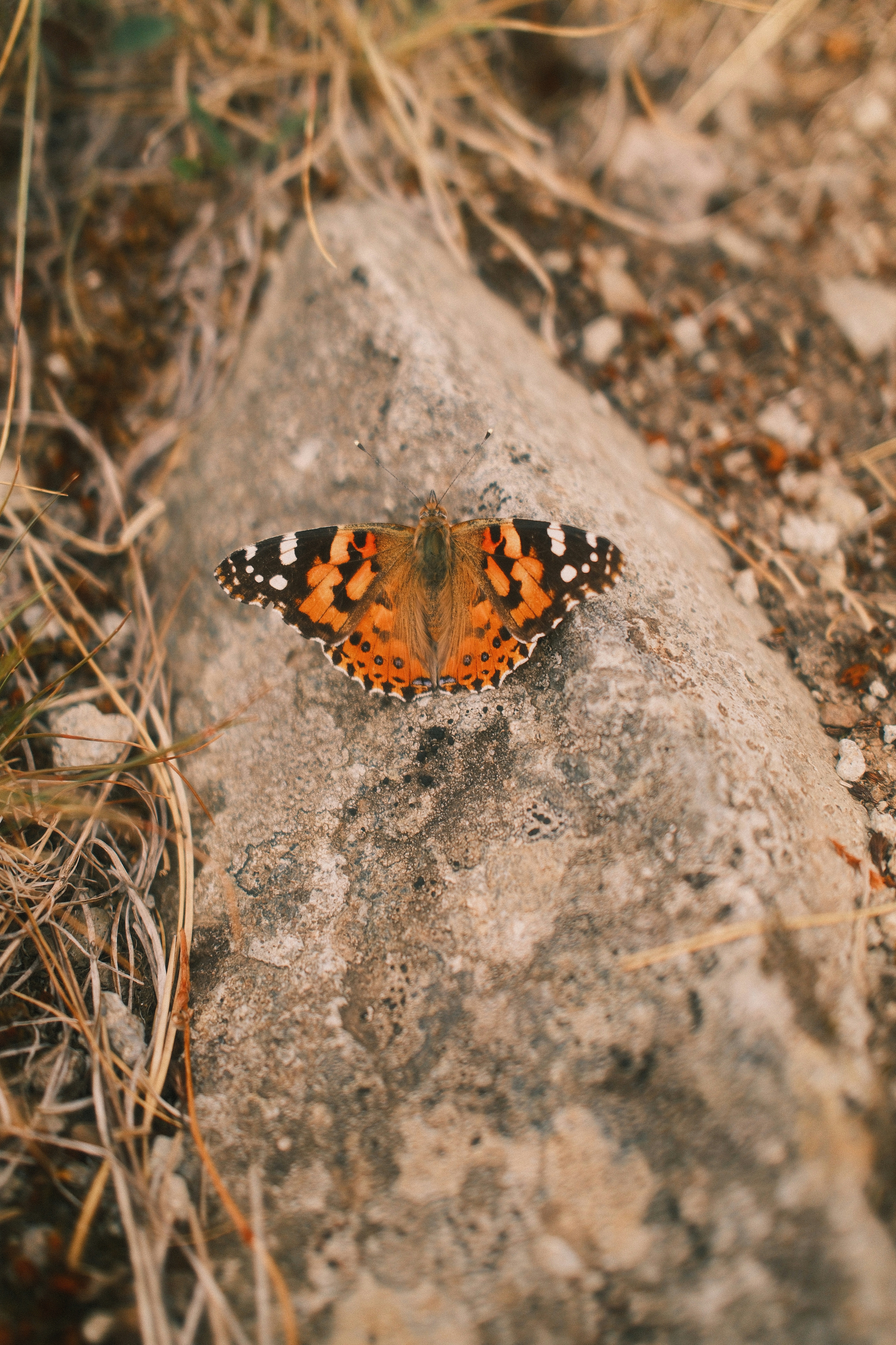 Scarlet Wing on Stone: A Painted Moment in Nature
