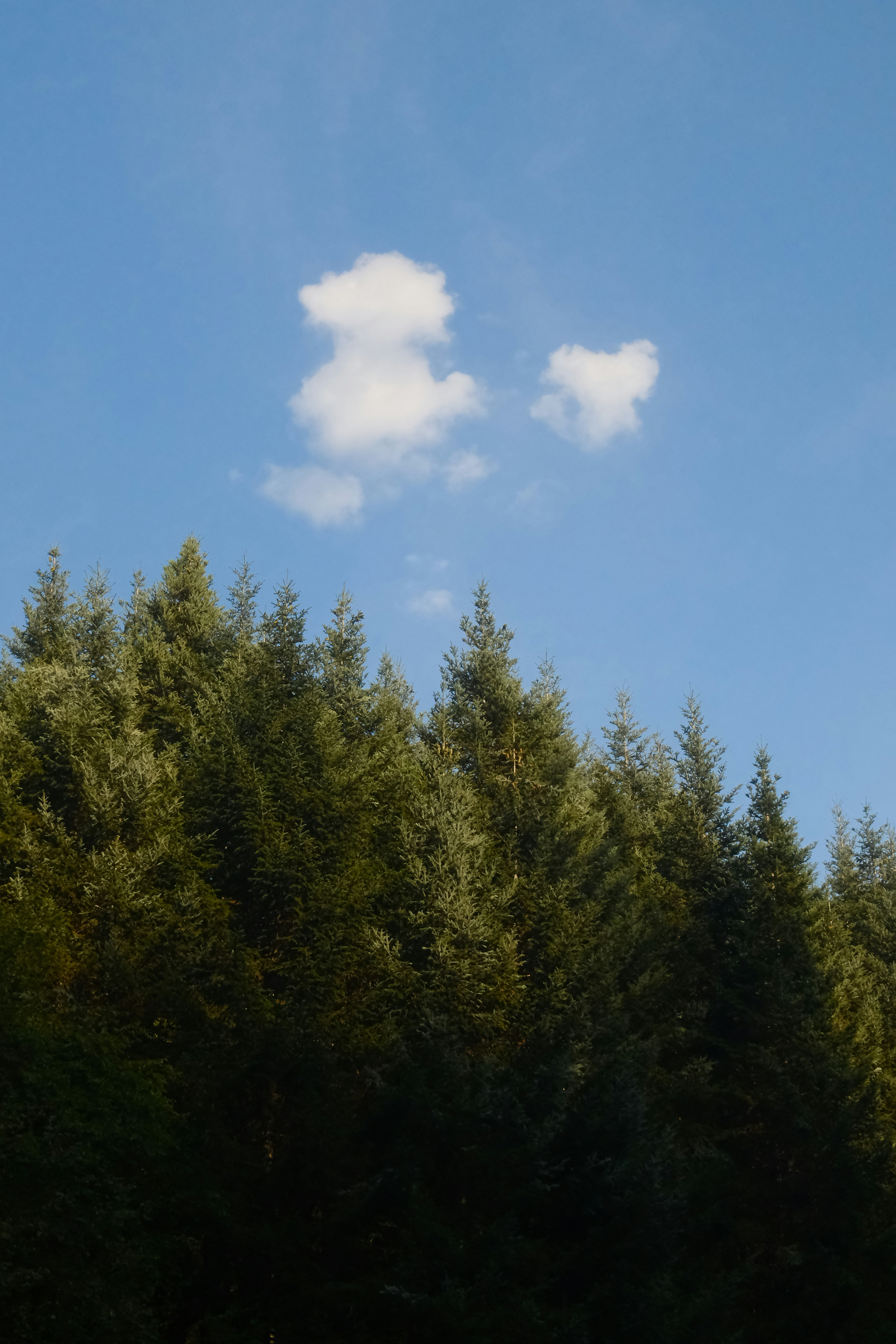Skyward Pine Silence